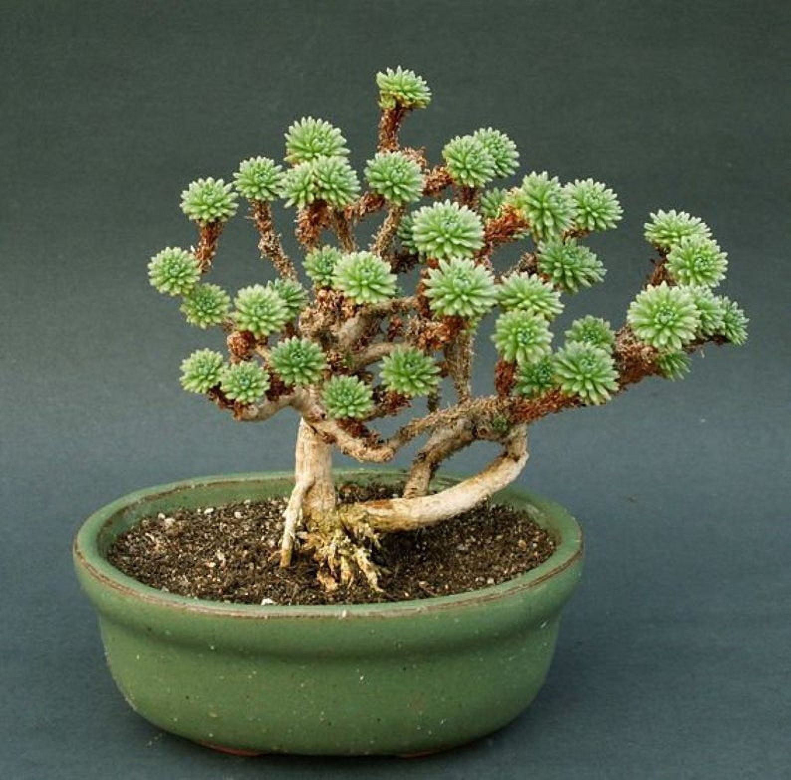 Joshua Tree Bonsai Seeds - 10 Indoor Plant Seeds to Grow - Highly ...