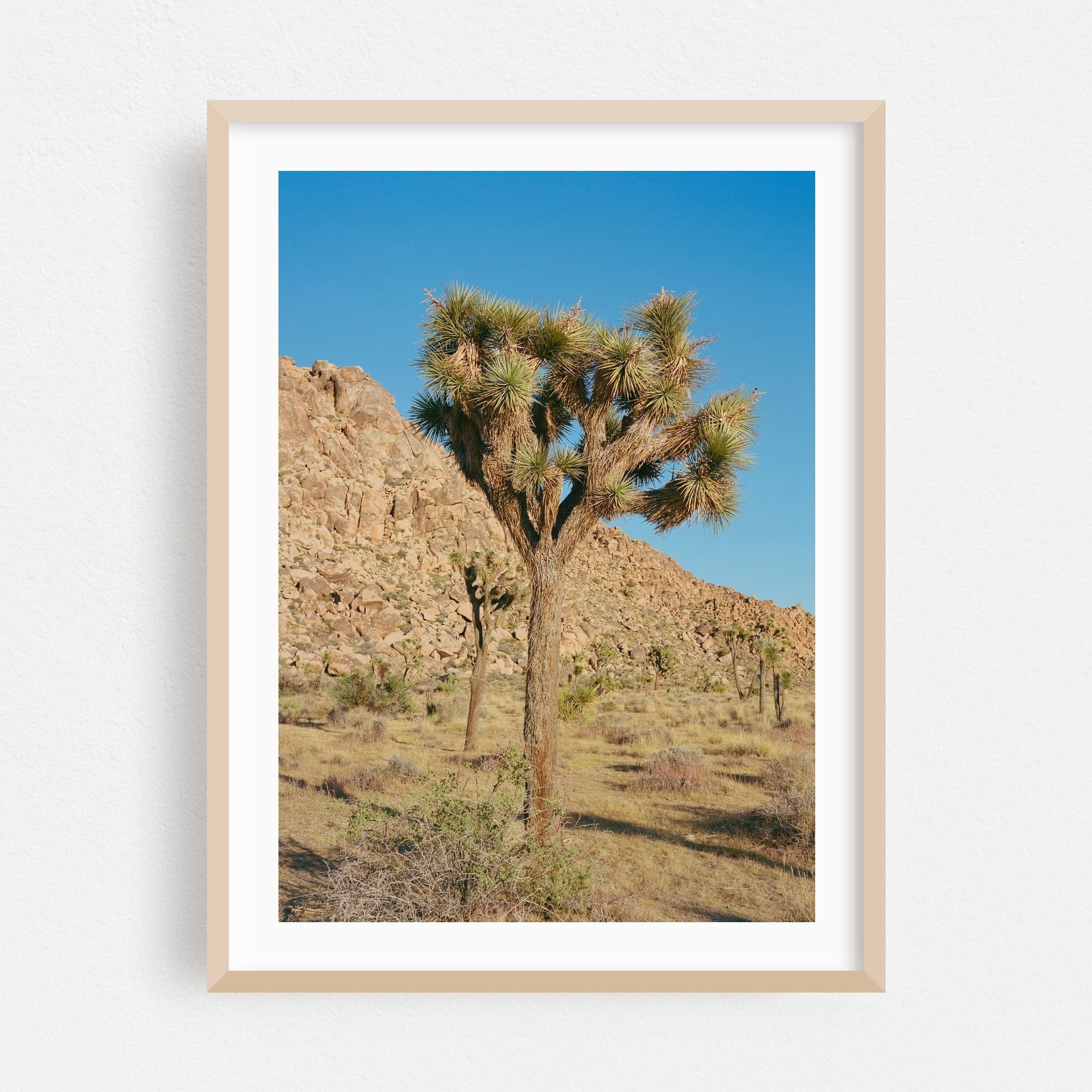 Joshua Tree Evening - Joshua Tree California Photography Desert Nature ...