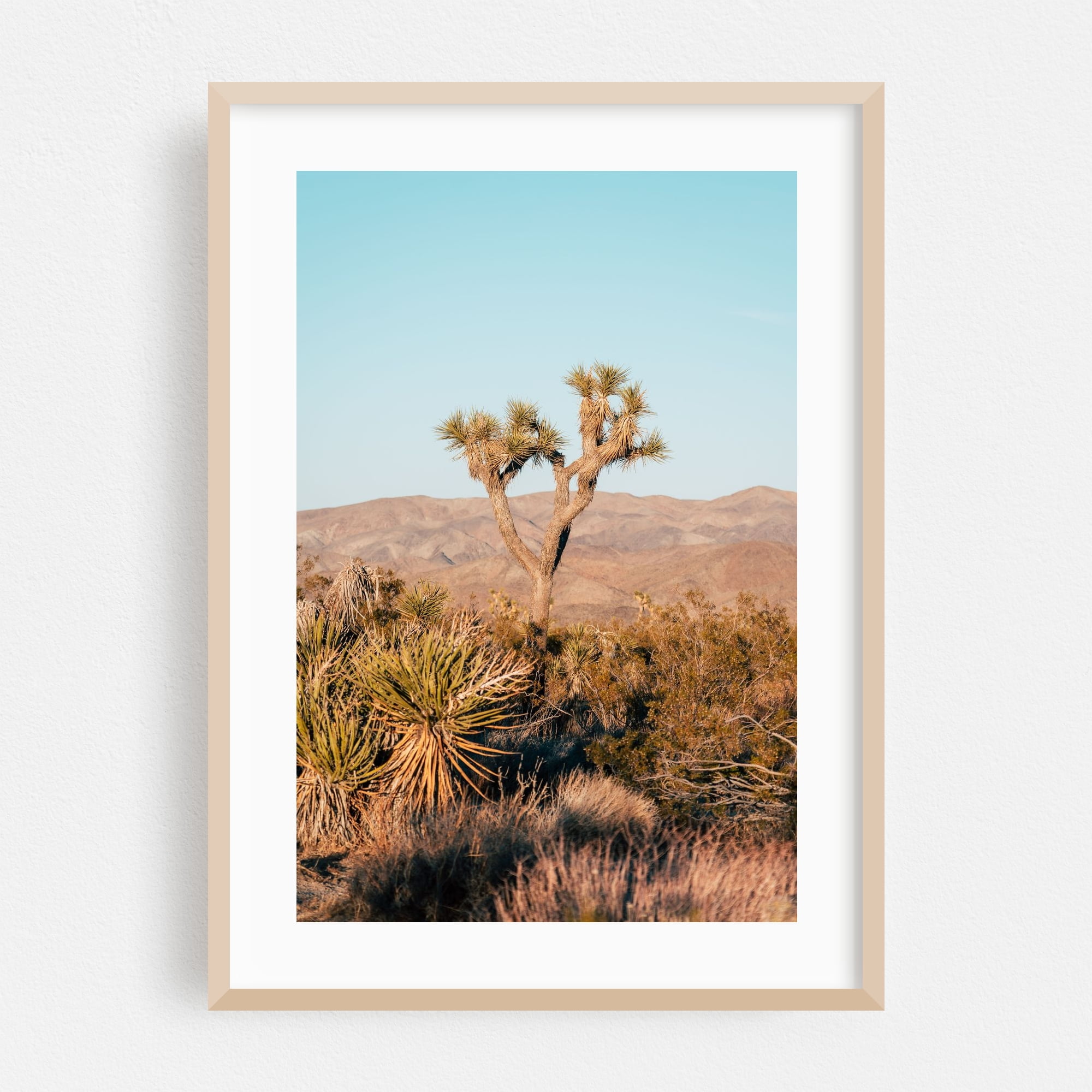 Joshua Tree II - Joshua Tree California Photography Desert Cactus ...