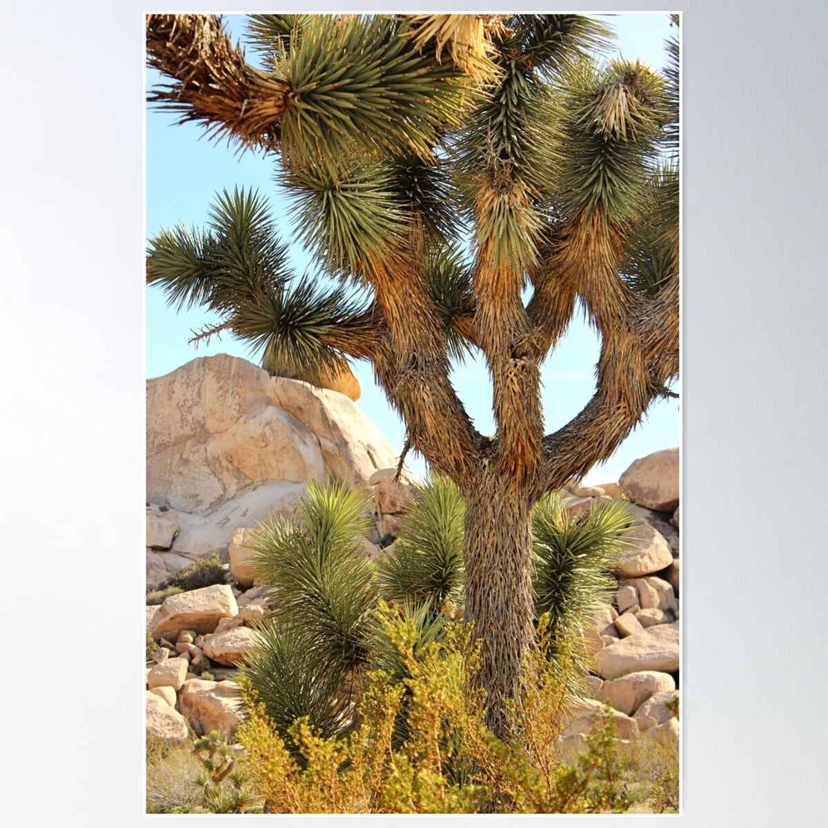 Joshua Tree In The Park Poster Wall Art, Modern Wall Decor For Living ...