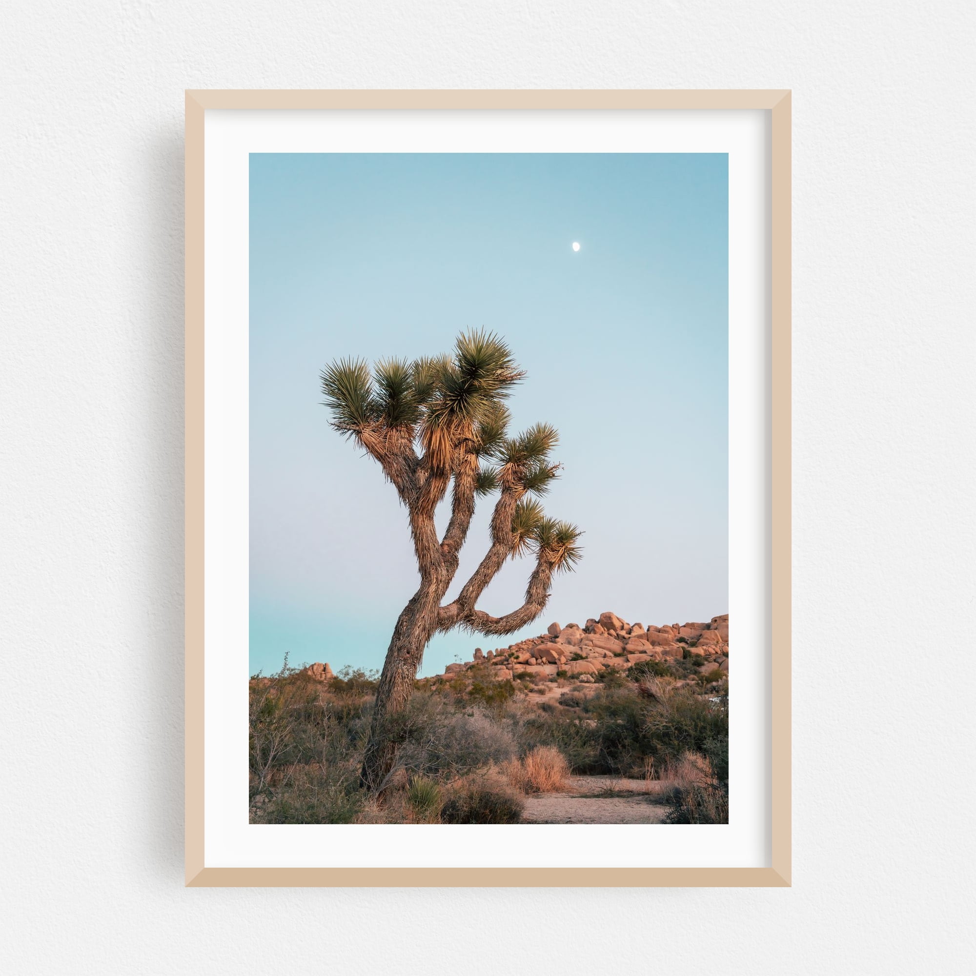 Joshua Tree - Joshua Tree California Photography Desert Cactus ...
