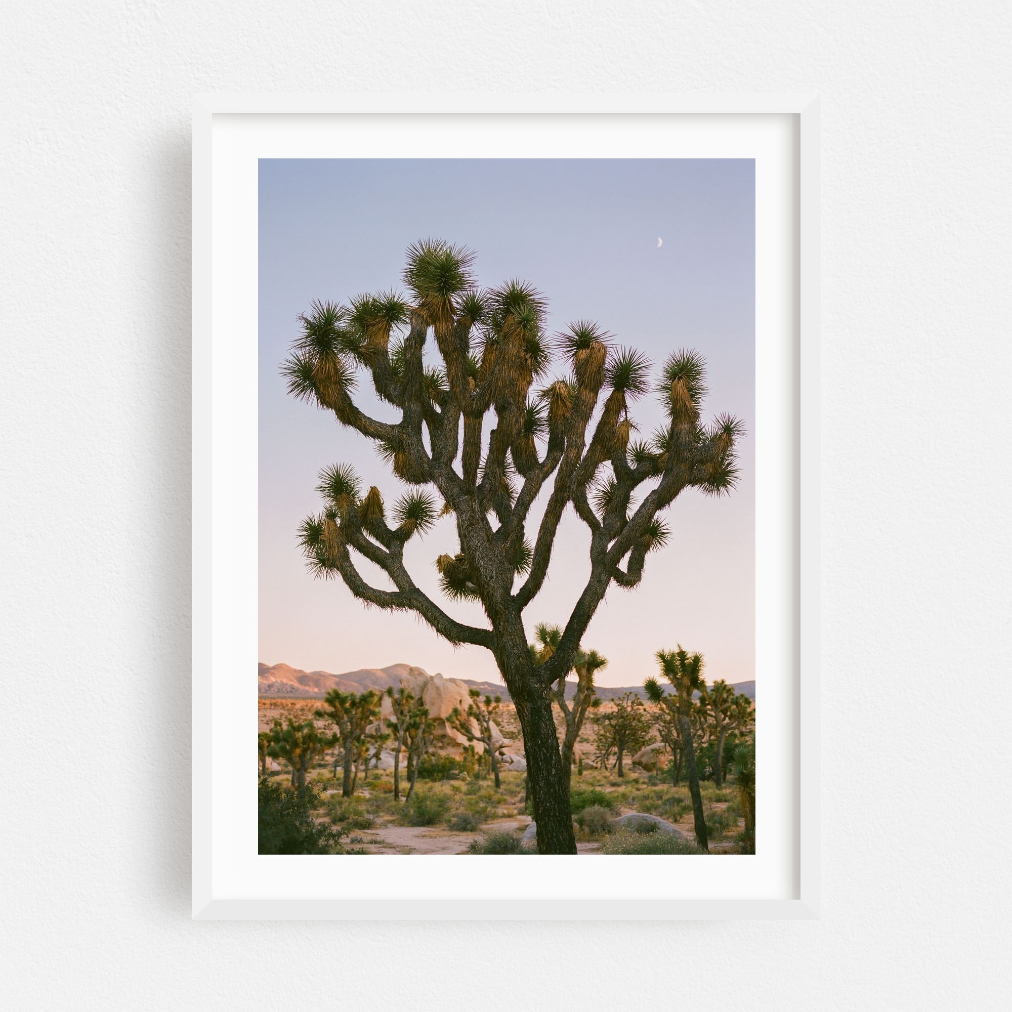 Joshua Tree Moon IX - Joshua Tree California Photography Desert Cactus ...