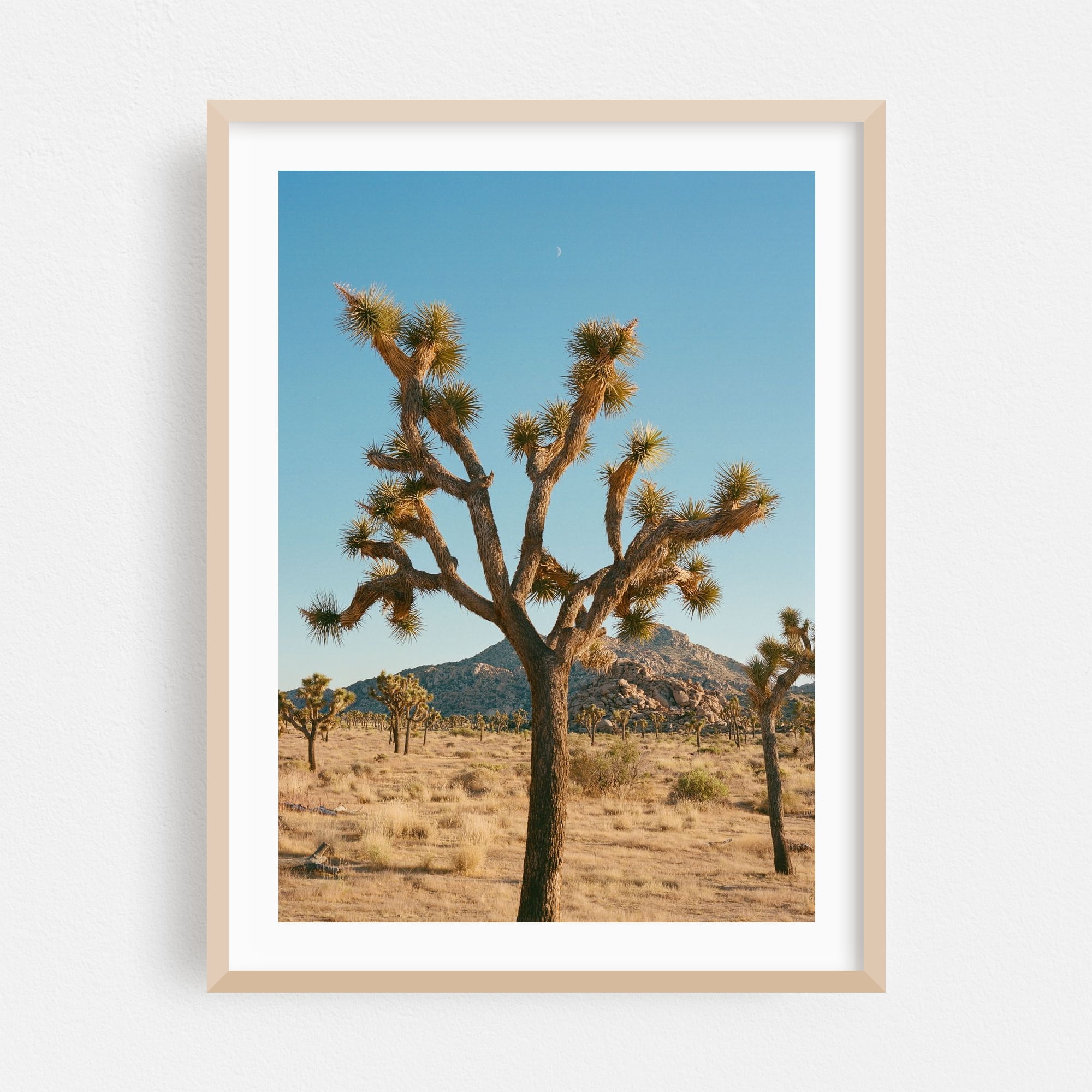 Joshua Tree Moon - Joshua Tree California Photography Desert Cactus ...