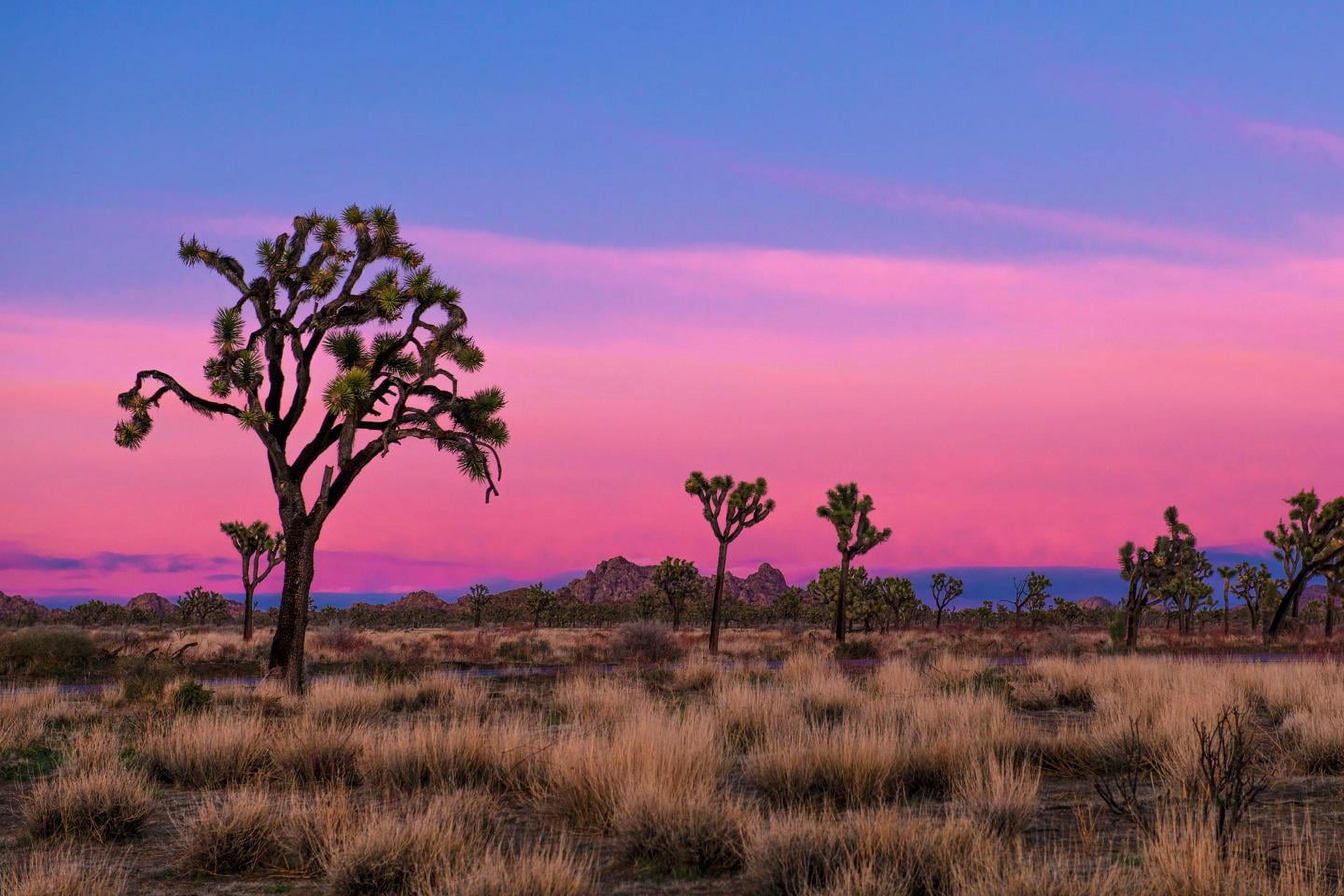 Joshua Tree Park California GLOSSY POSTER PICTURE PHOTO PRINT BANNER ...