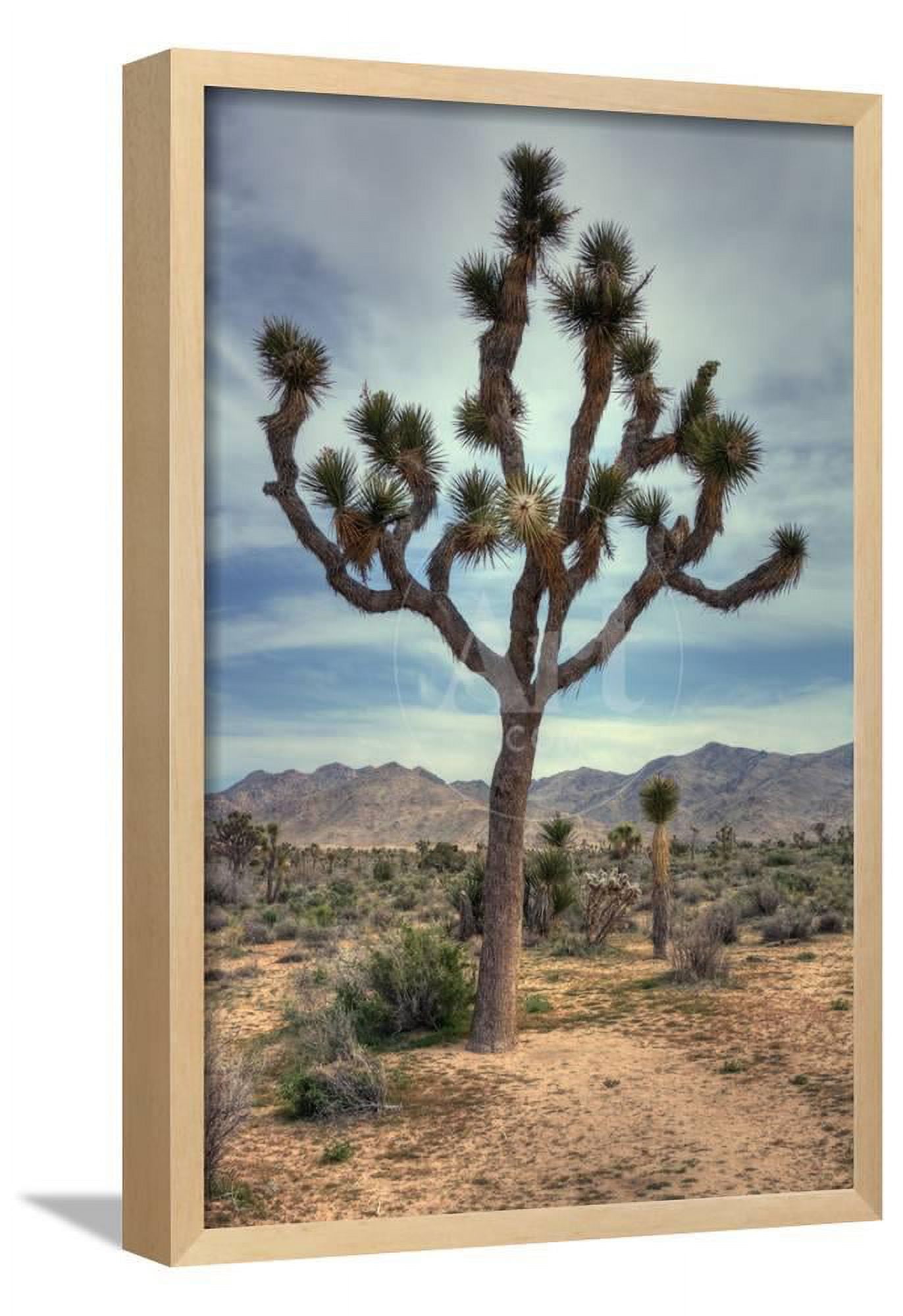 Joshua Tree Scene, Botanical Scenic World Culture Framed Art Print Wall ...
