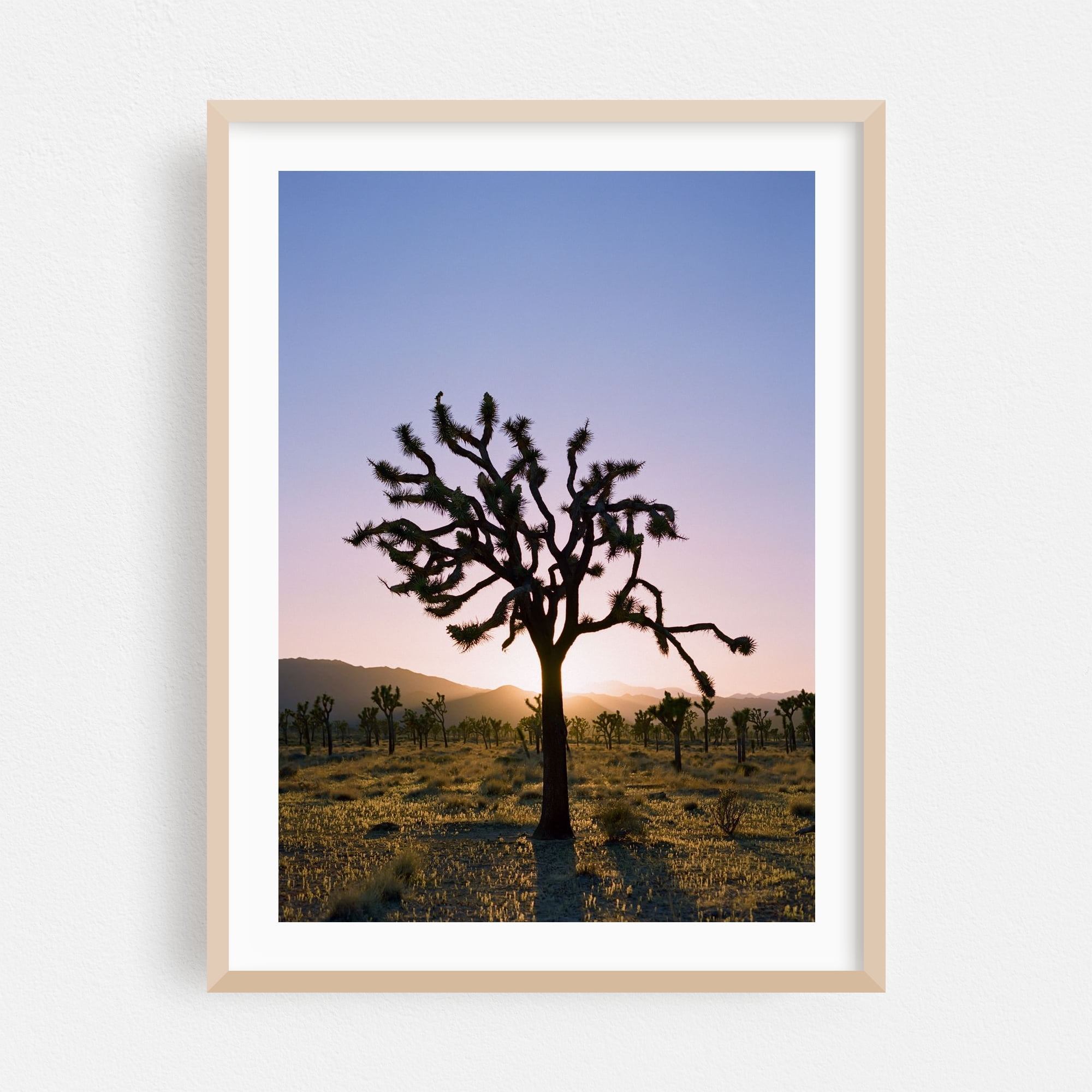 Joshua Tree Sunset II - Joshua Tree California Photography Desert ...