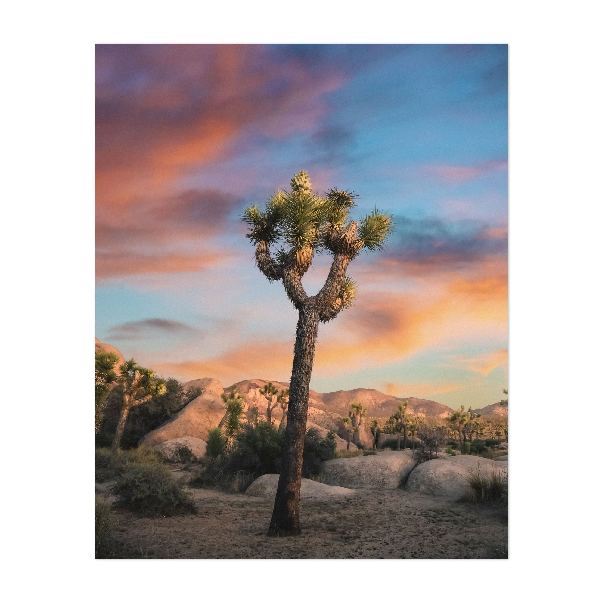 Joshua Tree at Sunset - Joshua Tree California Photography Desert ...