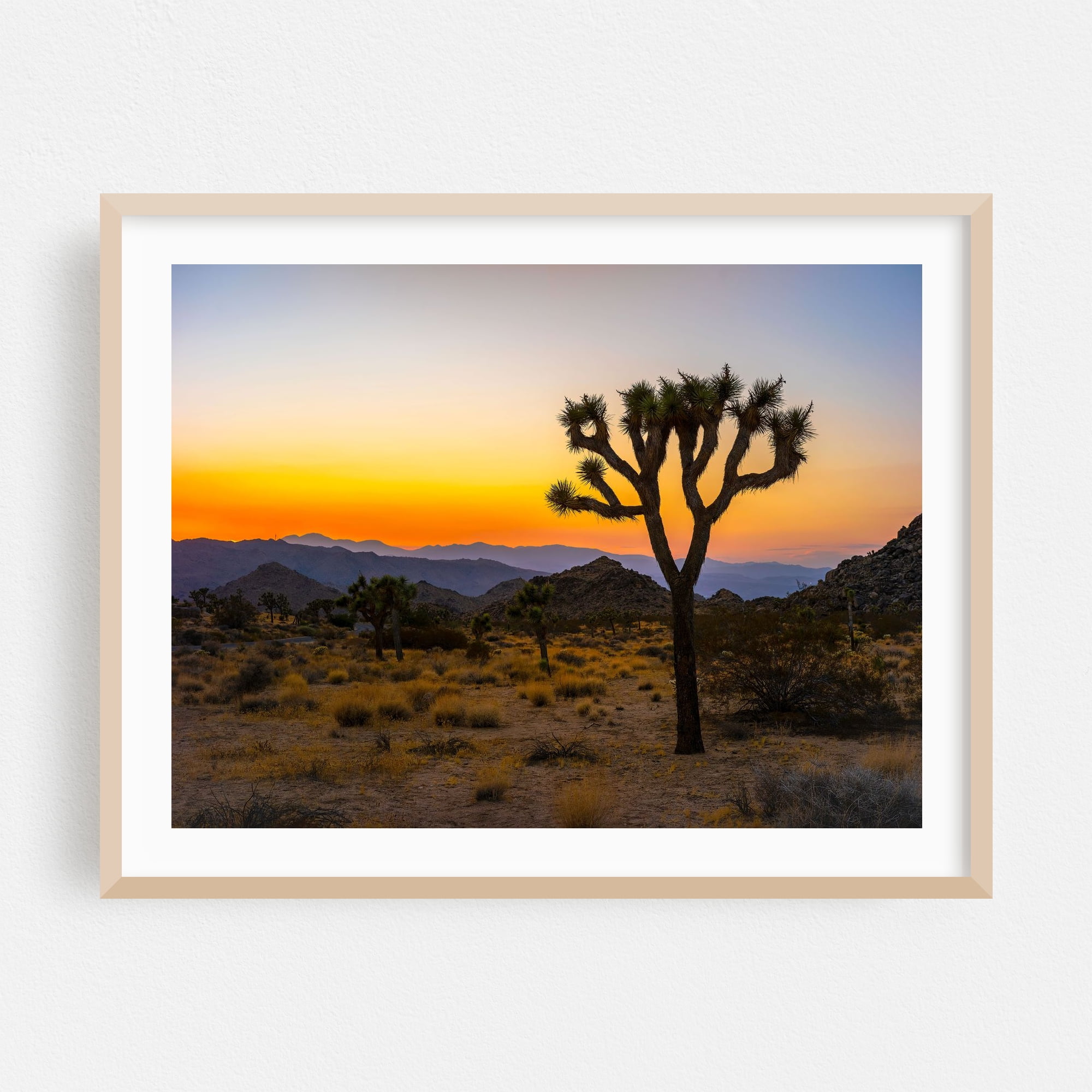 Joshua Tree sunset - Joshua Tree California Photography Desert Sunset ...