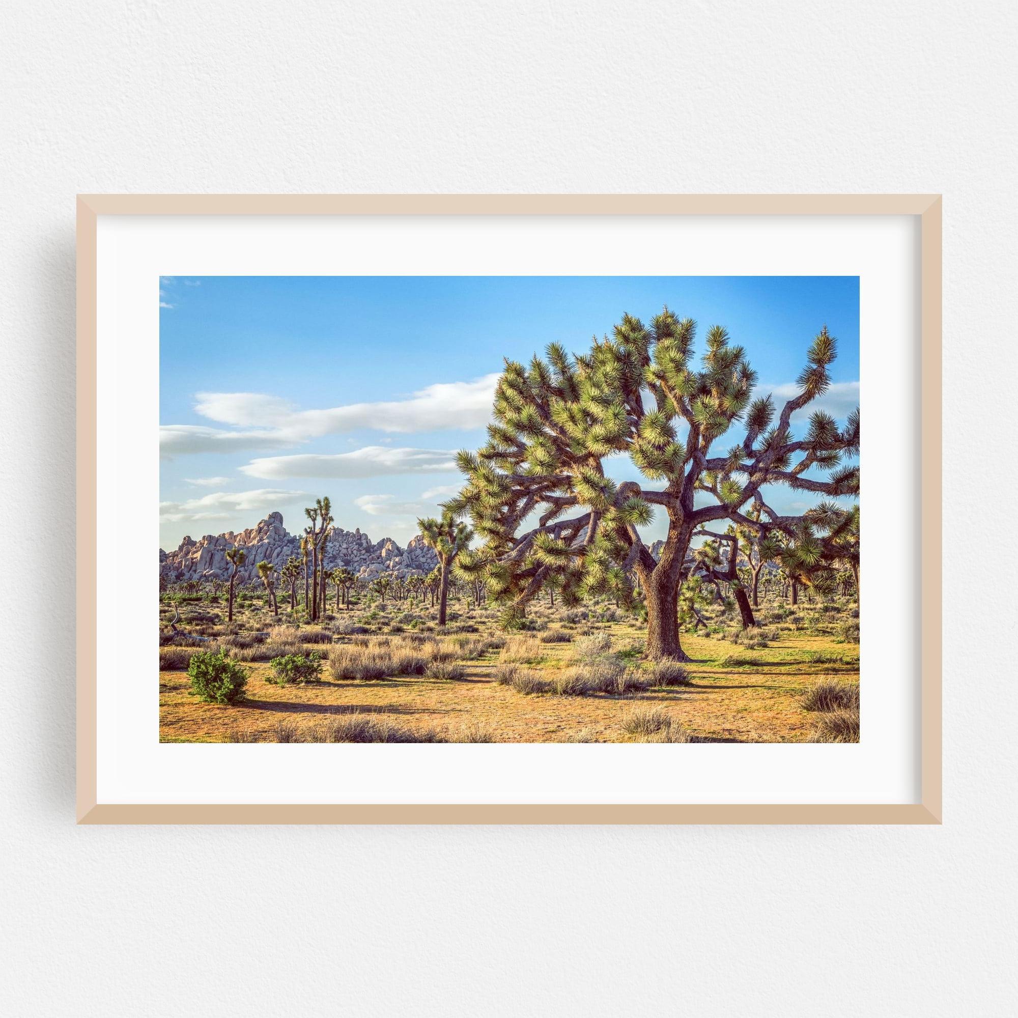 Joshua and Friends - Joshua Tree California Photography Desert Nature ...