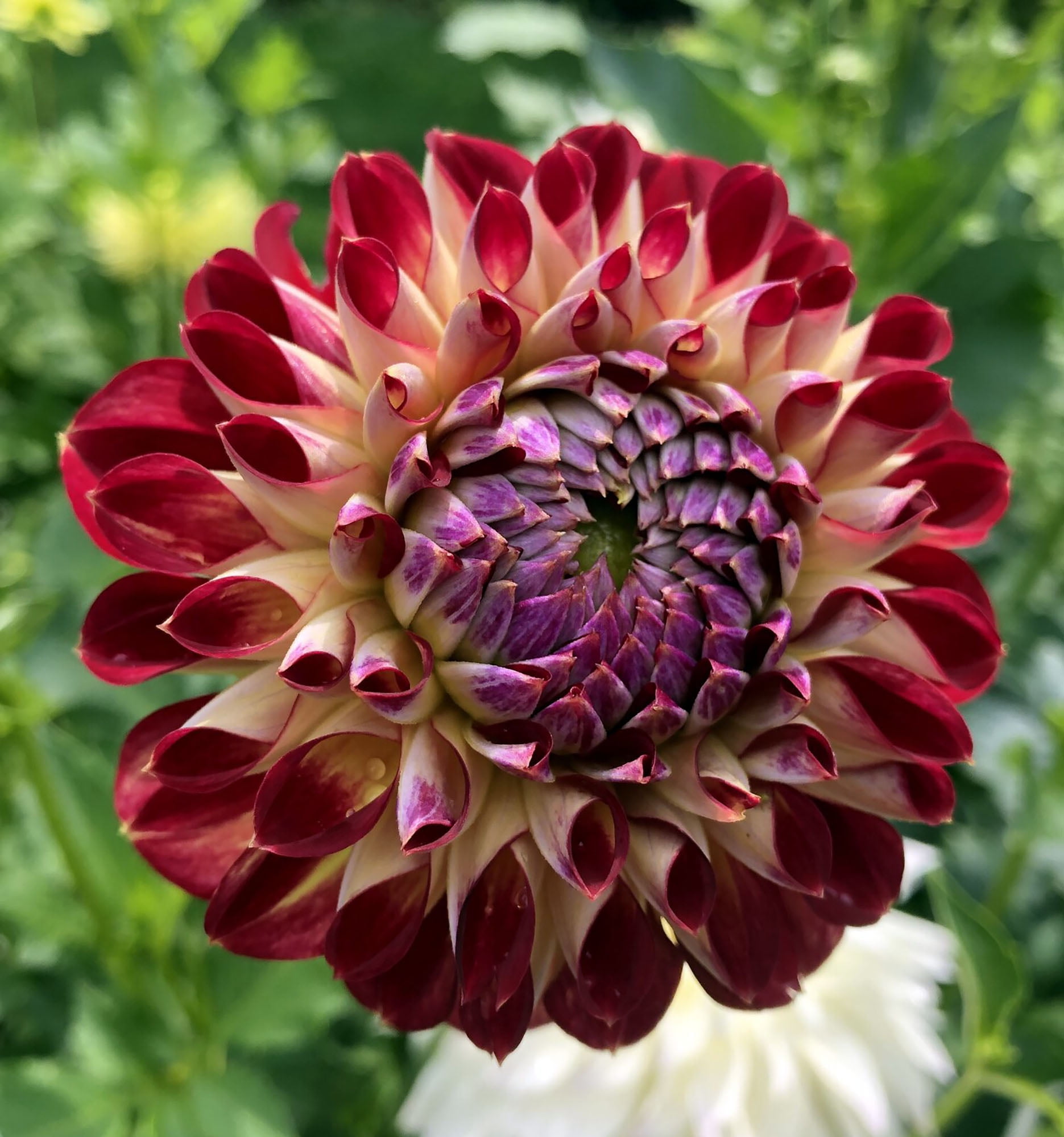 Jowey Joshua Ball Flowering Dahlia - 1 Top Size Root Clump - NEW ...