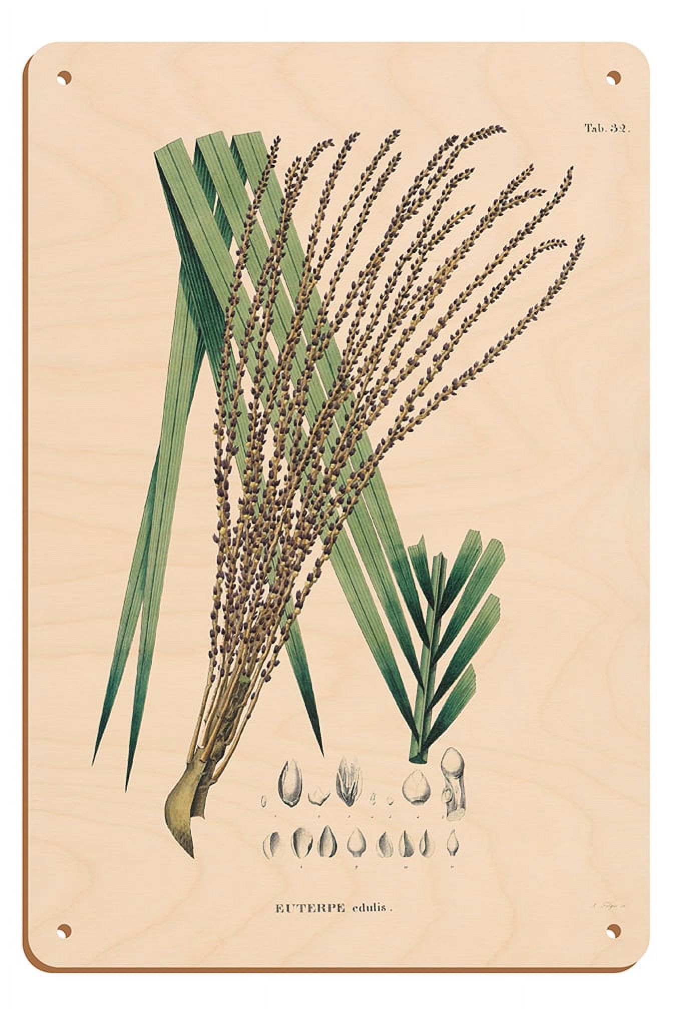 Juçara Palm Tree (Euerpe edulis) - Vintage Botanical Illustration by ...