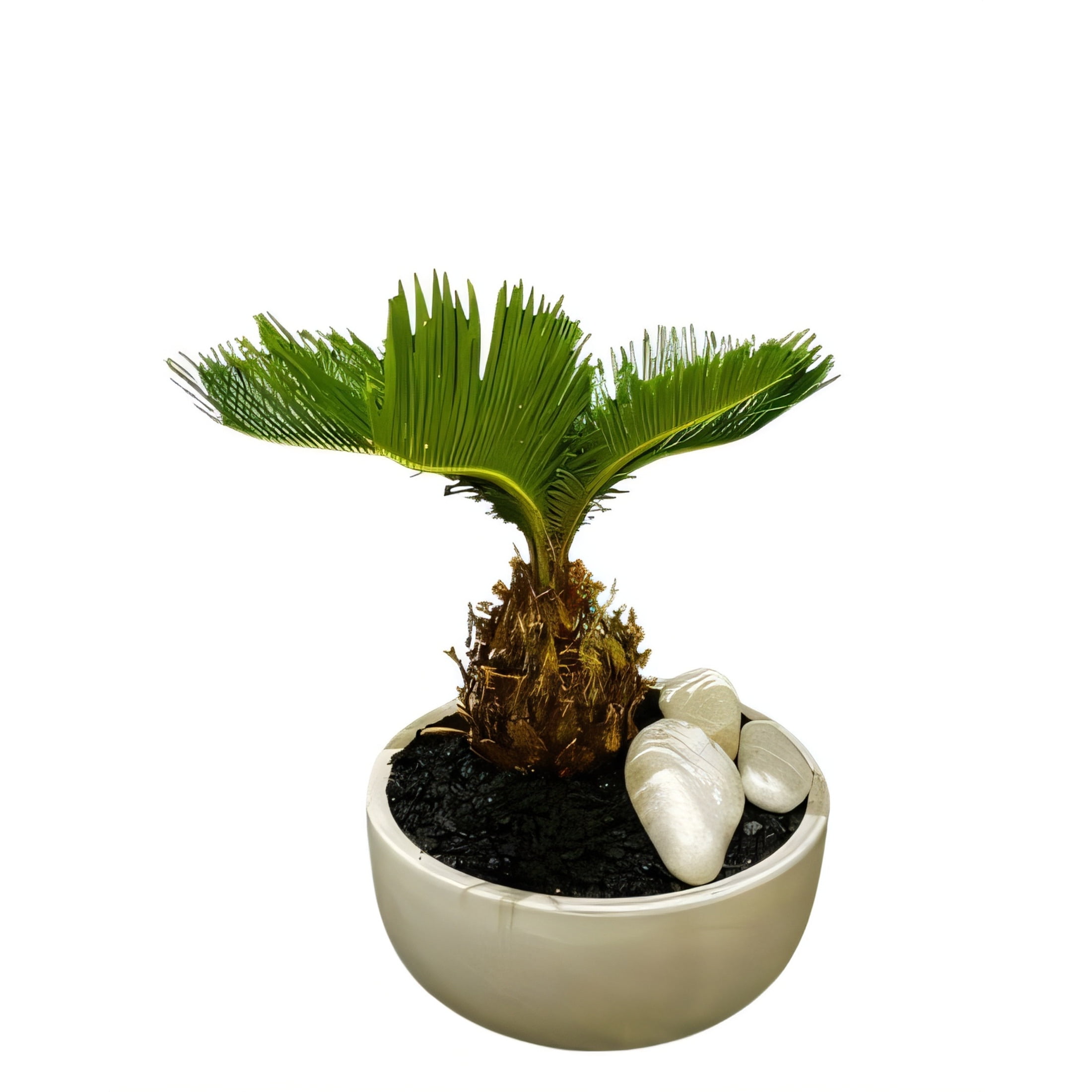 Juamel - Small King Sago - Standard - Walmart.com