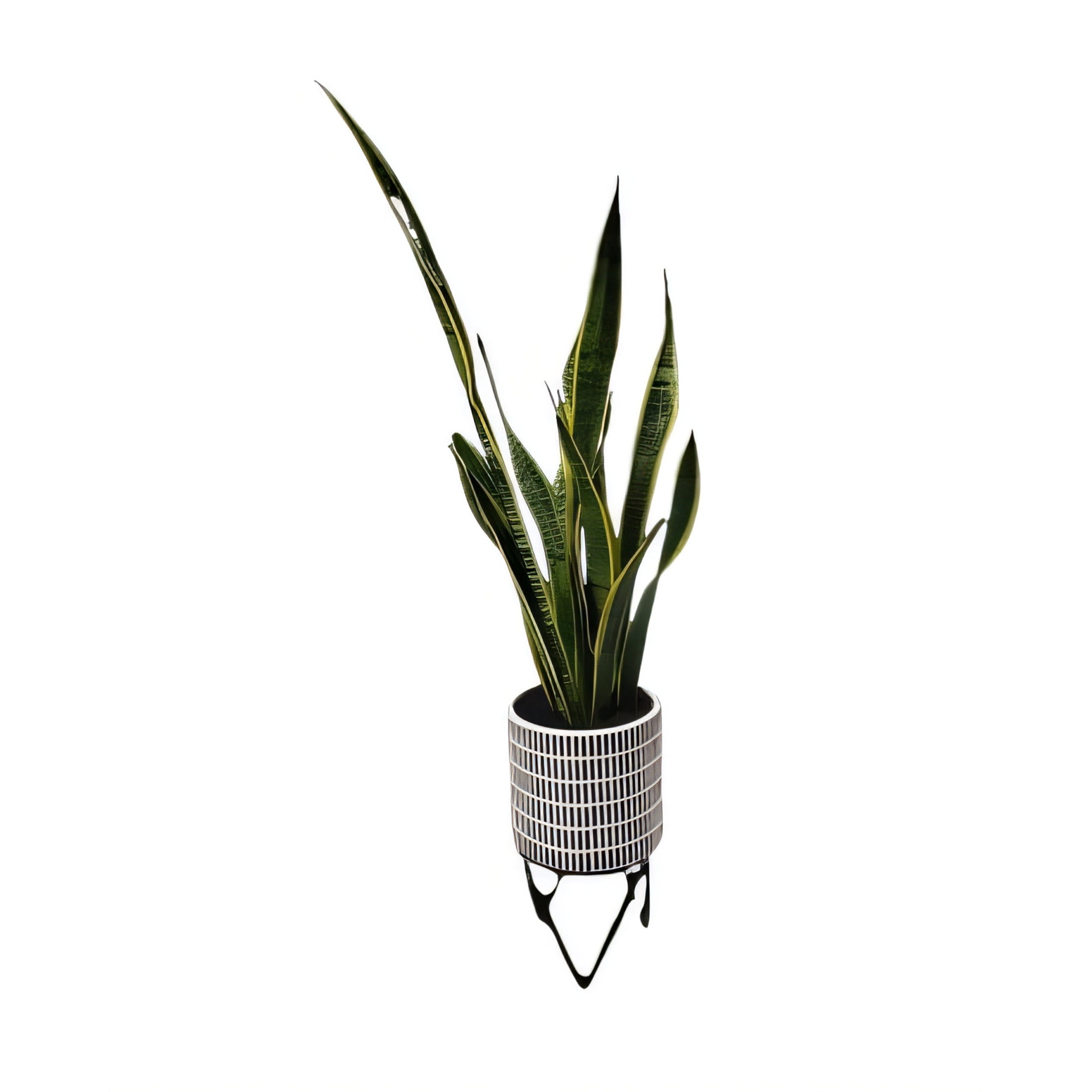 Juamel - Snake Plant - Standard - Walmart.com