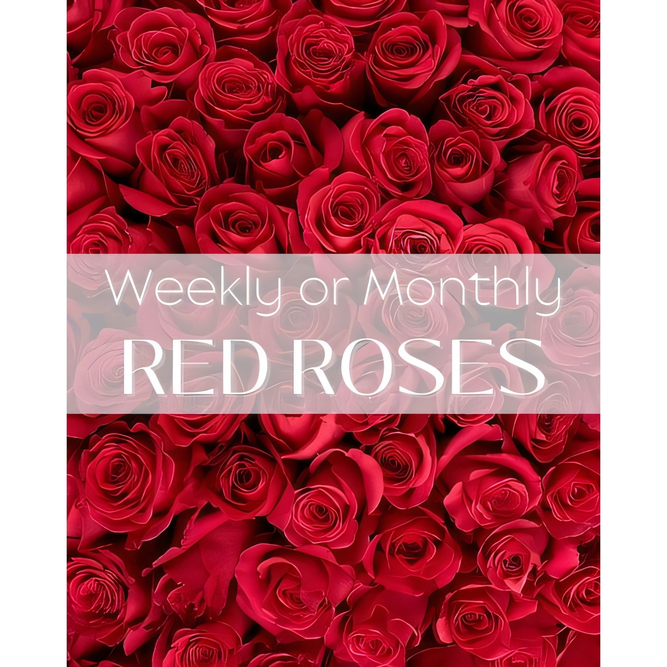 Juamel - Subscription Rose Arrangement - Standard - Walmart.com