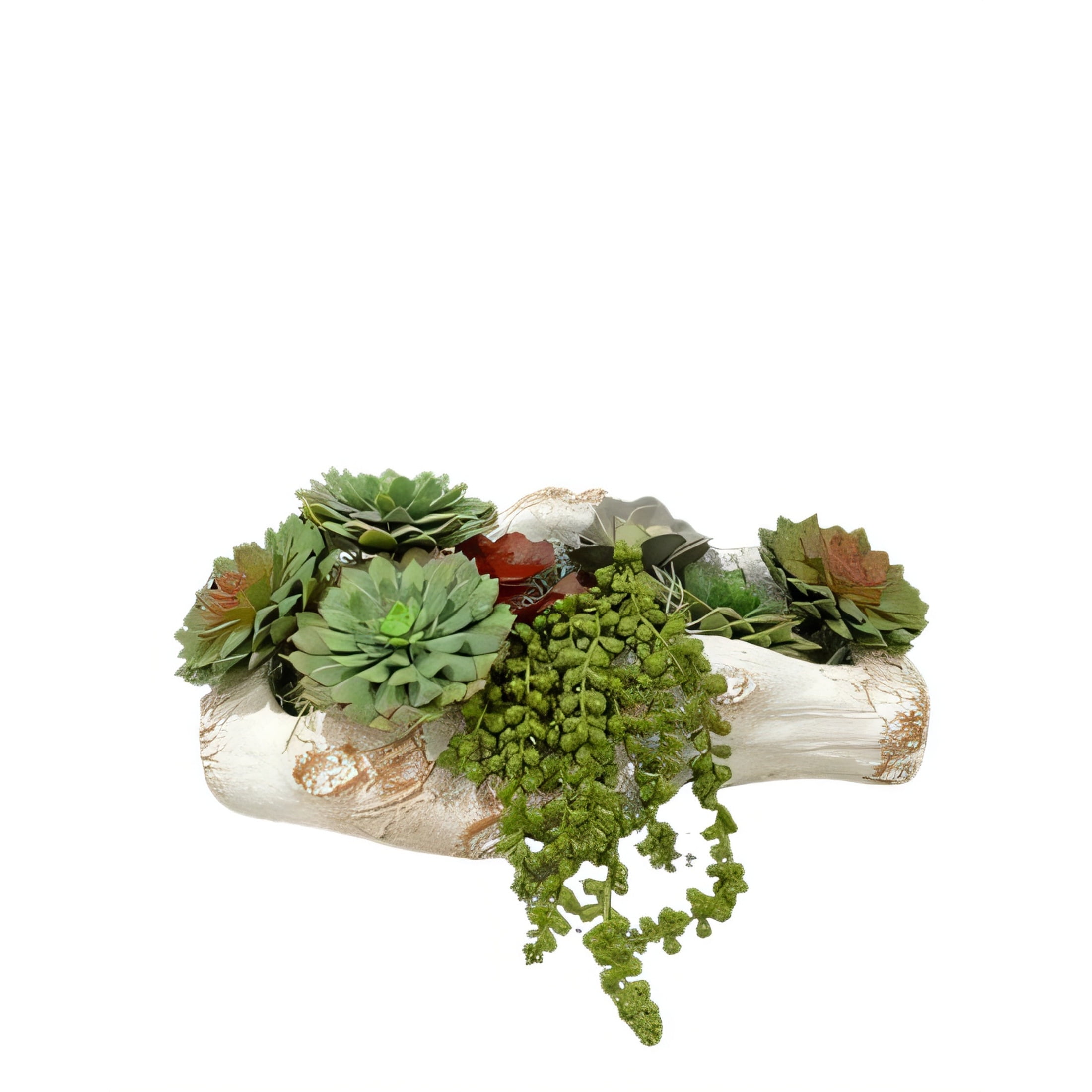 Juamel - Succulents Arrangement - Standard - Walmart.com