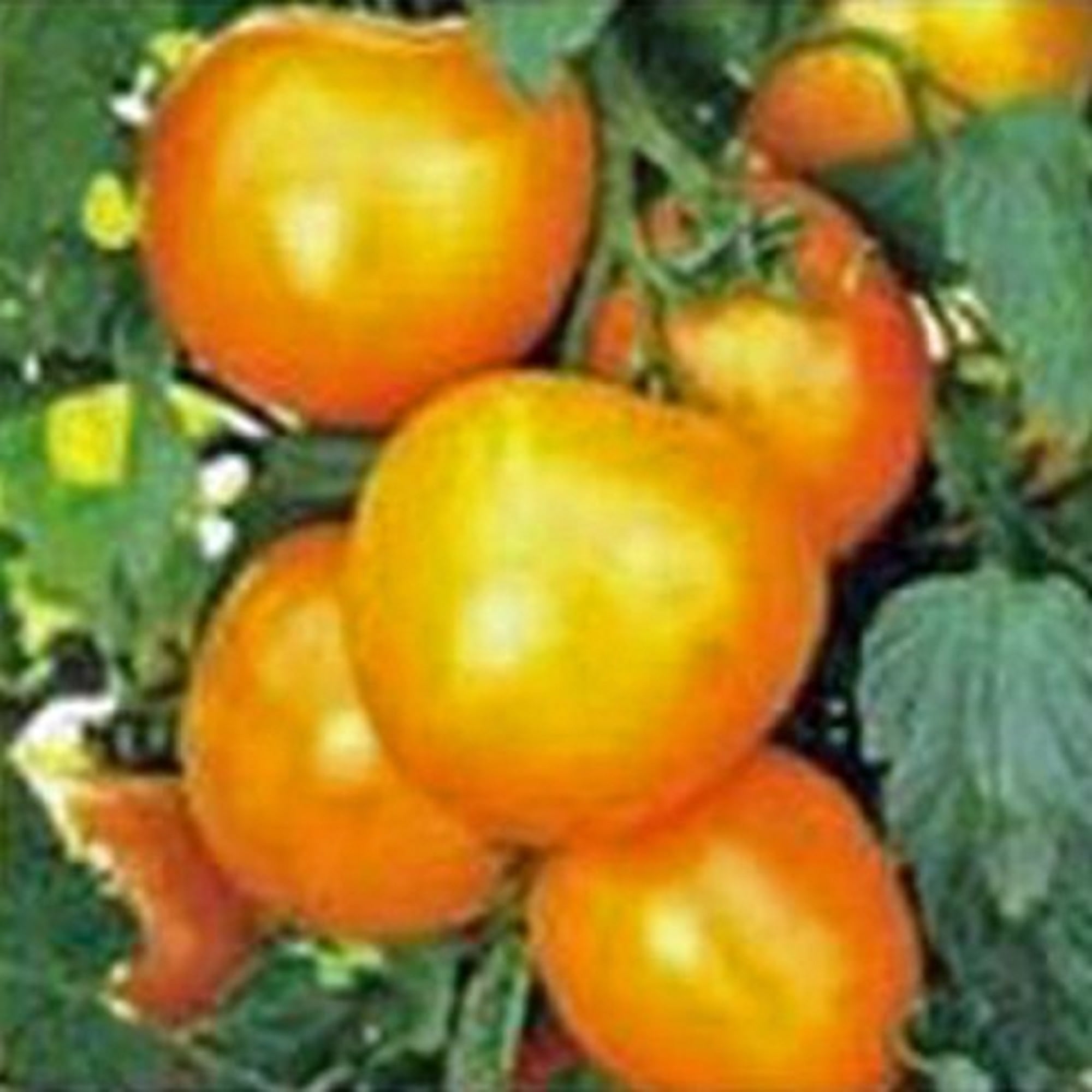 Jubilee Tomato, Heirloom, 200 Seeds, Delicious Sweet Yellow Tomatoes, A ...