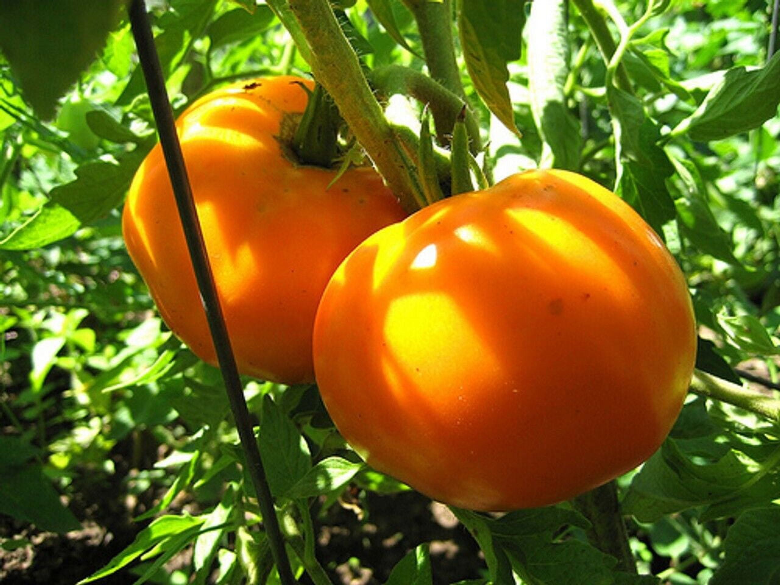 Jubilee Tomato Premium Seed Packet - Walmart.com