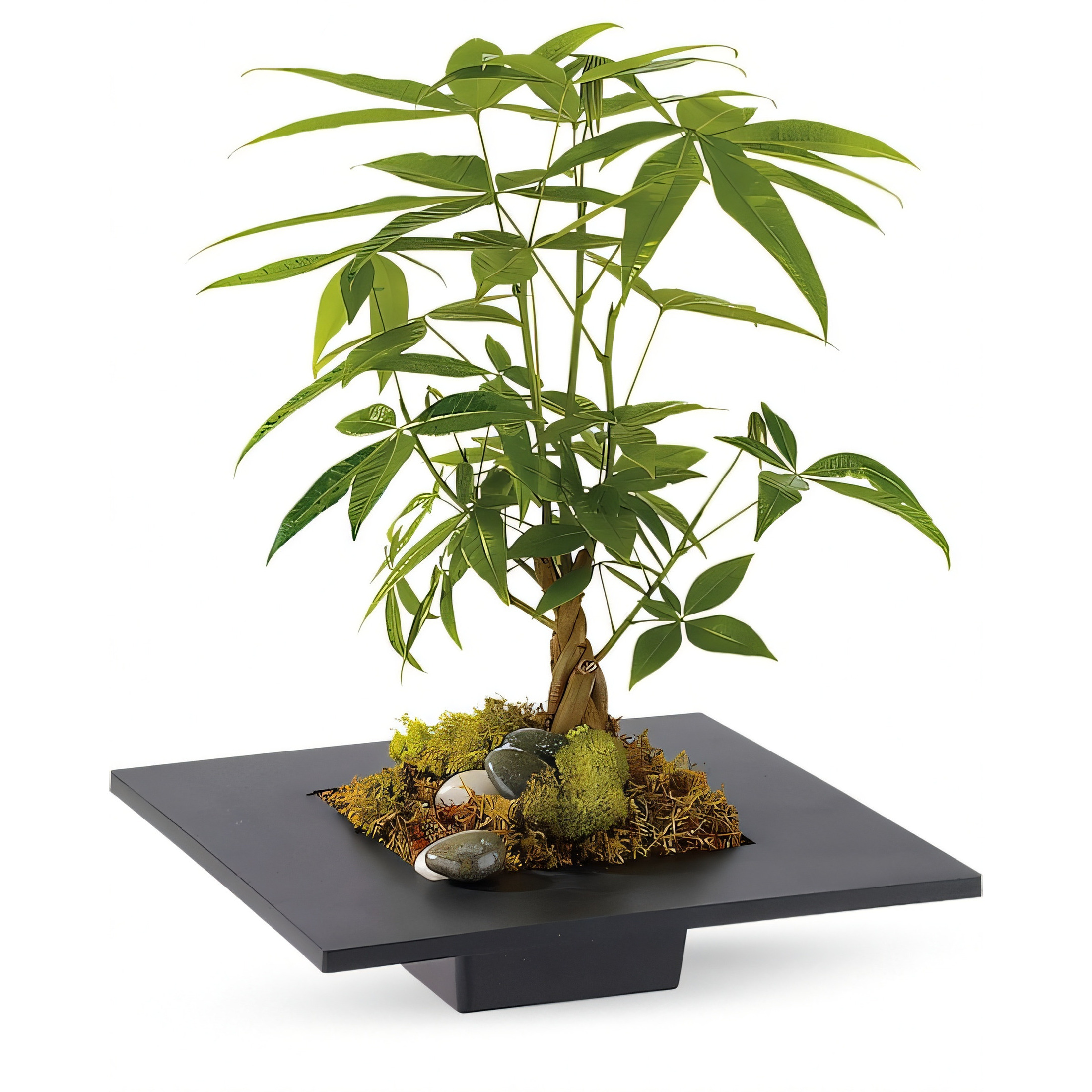 Flowers by Judith - Money Tree - Standard - Walmart.com
