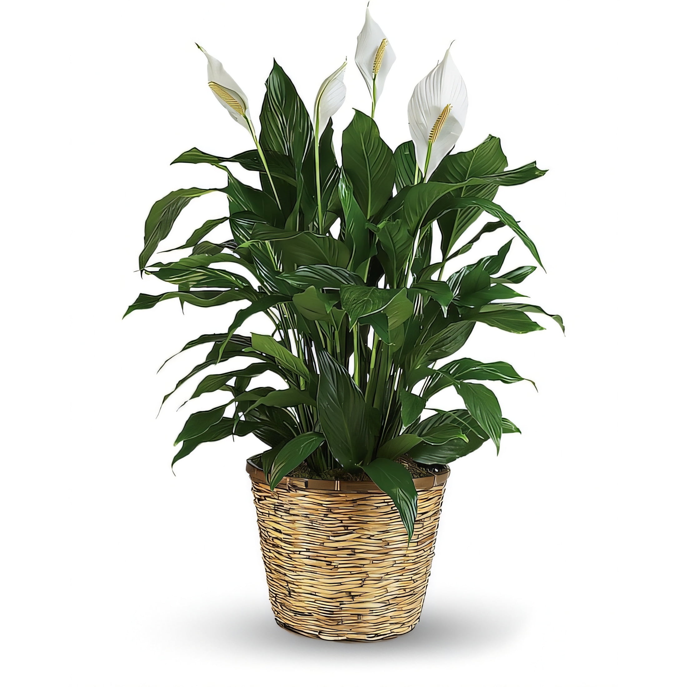 Flowers by Judith - Simply Elegant Spathiphyllum (Peace Lily) - Large ...