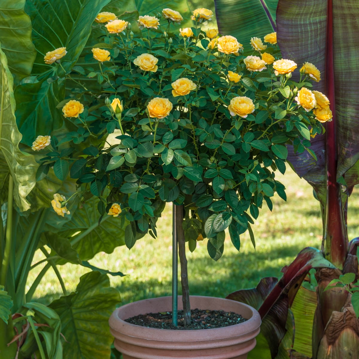 "Julia Child Fragrant Flowering 24"" Patio Tree Rose, Dormant Bare Root (1-Pack)" - Walmart.com