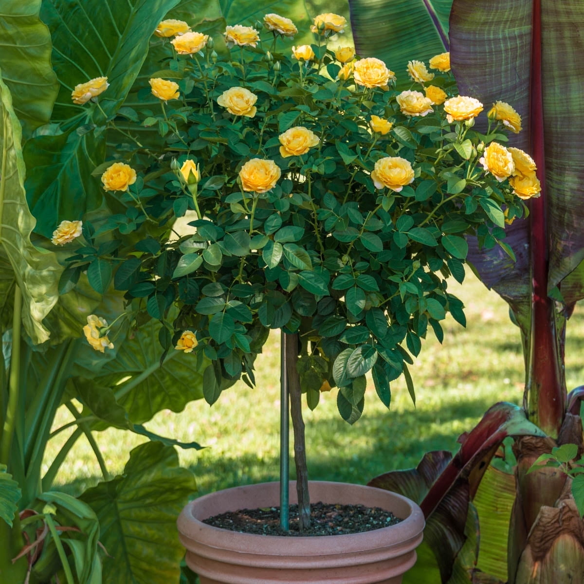 "Julia Child Fragrant Flowering 24"" Patio Tree Rose, Dormant Bare Root ...