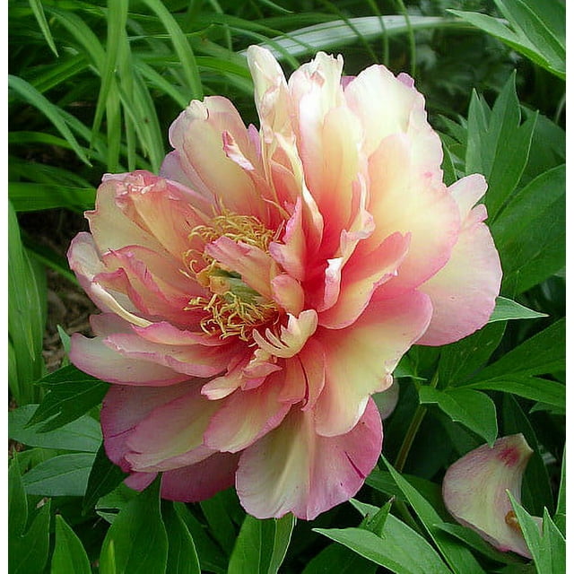 Julia Rose Intersectional Itoh Tree Peony - Apricot/reddish-purple ...