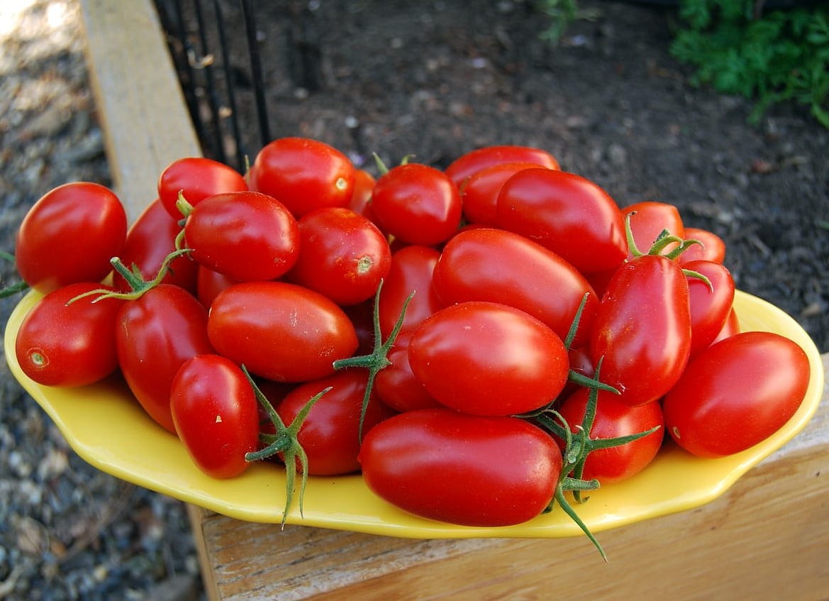 Juliet Cherry Tomato Plant - Great for Salsas - 4" Pot - Naturally ...