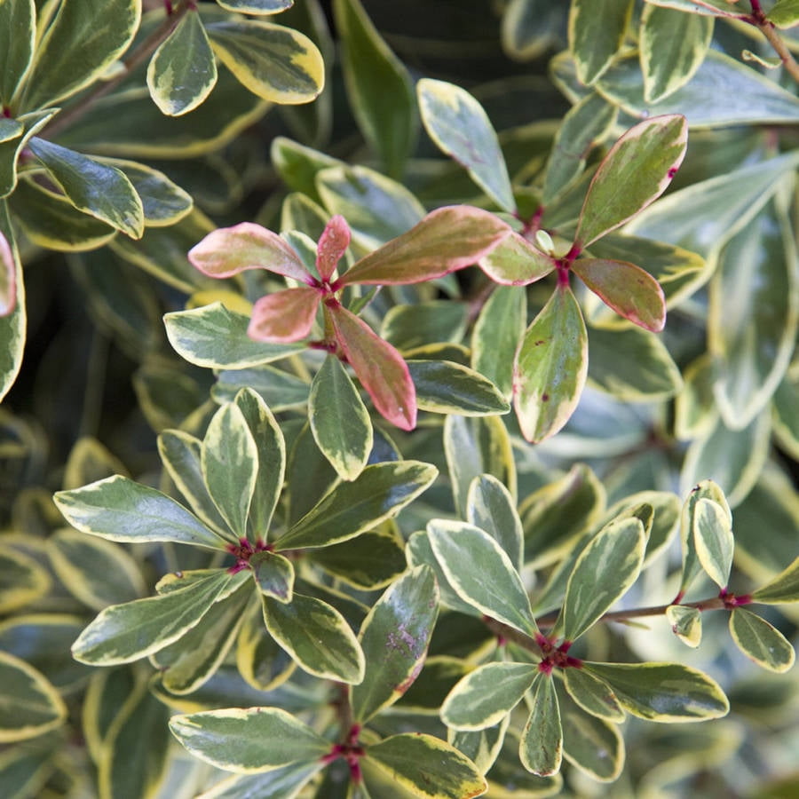 Variegated Evergreen Shrubs