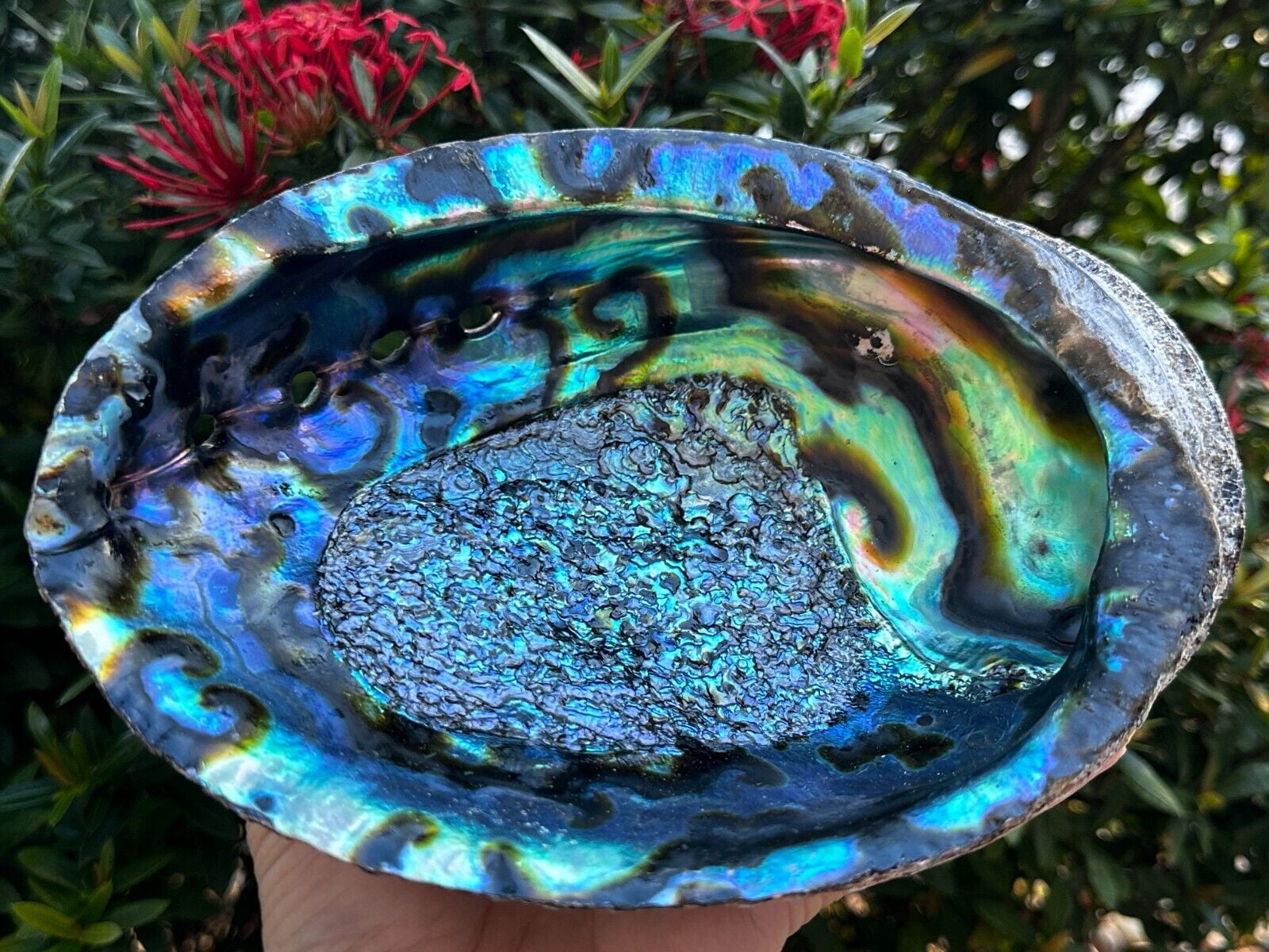 Jumbo Abalone Shell 7-8", Huge Seashell Incense Burner, Smudge Bowl ...