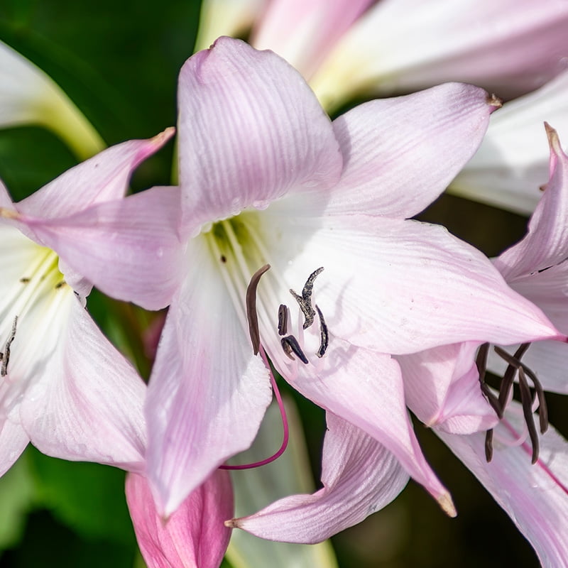 Jumbo Crinum Powellii Lily Flower Bulbs - 1 Lilies Bulb per Pack - Pleasantly Scented - Attracts ...