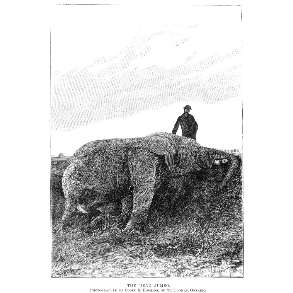 Jumbo Death 1885. Nthe Body Of P.T. Barnum'S Elephant Jumbo After It ...