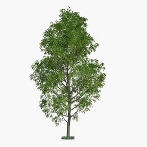 CZ Grain Hybrid Poplar Tree Cuttings, Fast Growing, Privacy and Shade ...