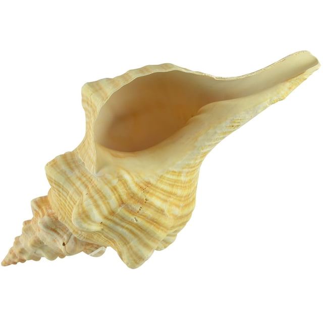 Jumbo Large Horse Conch Decorative Shell Seashell 12-14" - Walmart.com