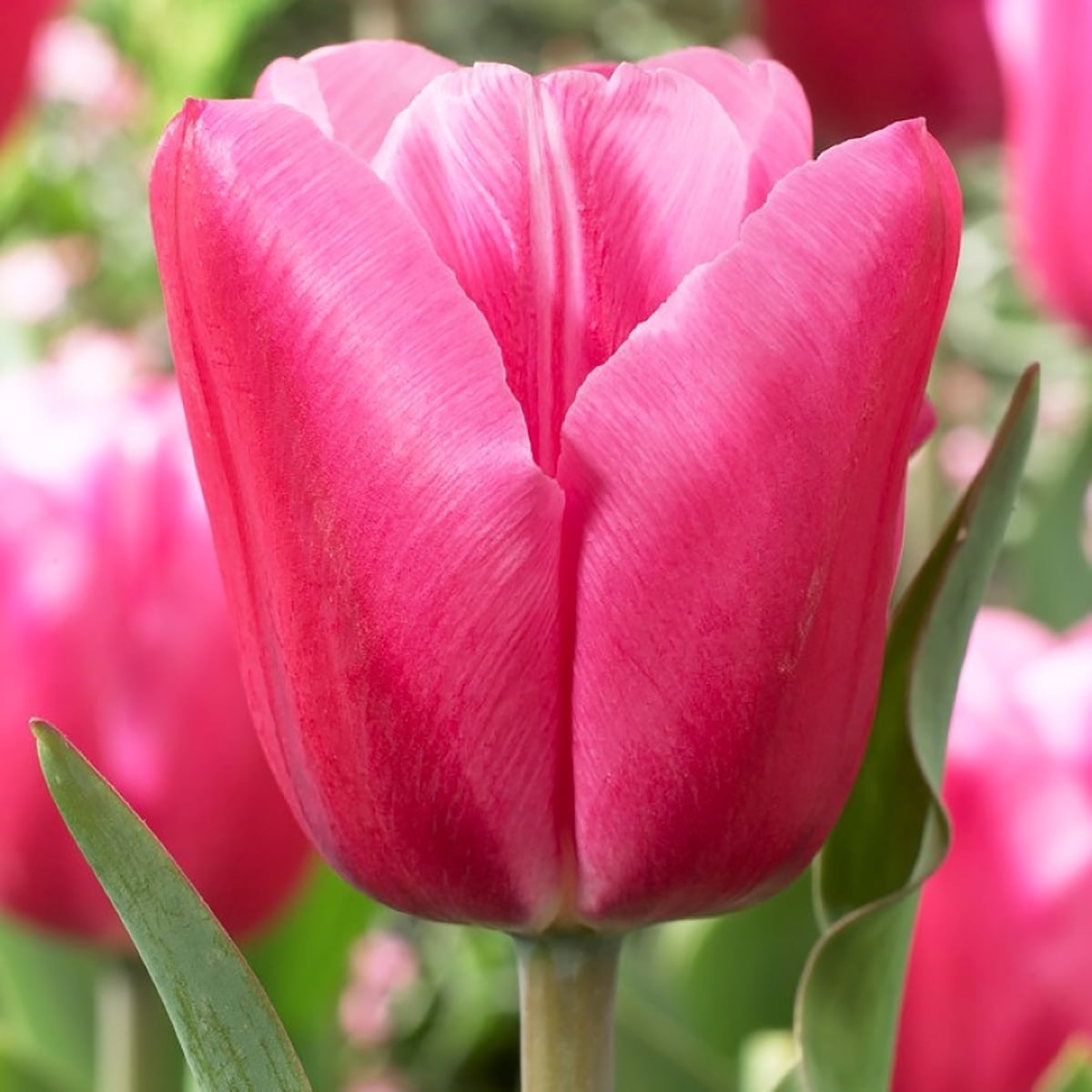 Jumbo Pink Triumph Tulip 7 Bulbs - 12/+ cm Bulbs - NEW - Walmart.com