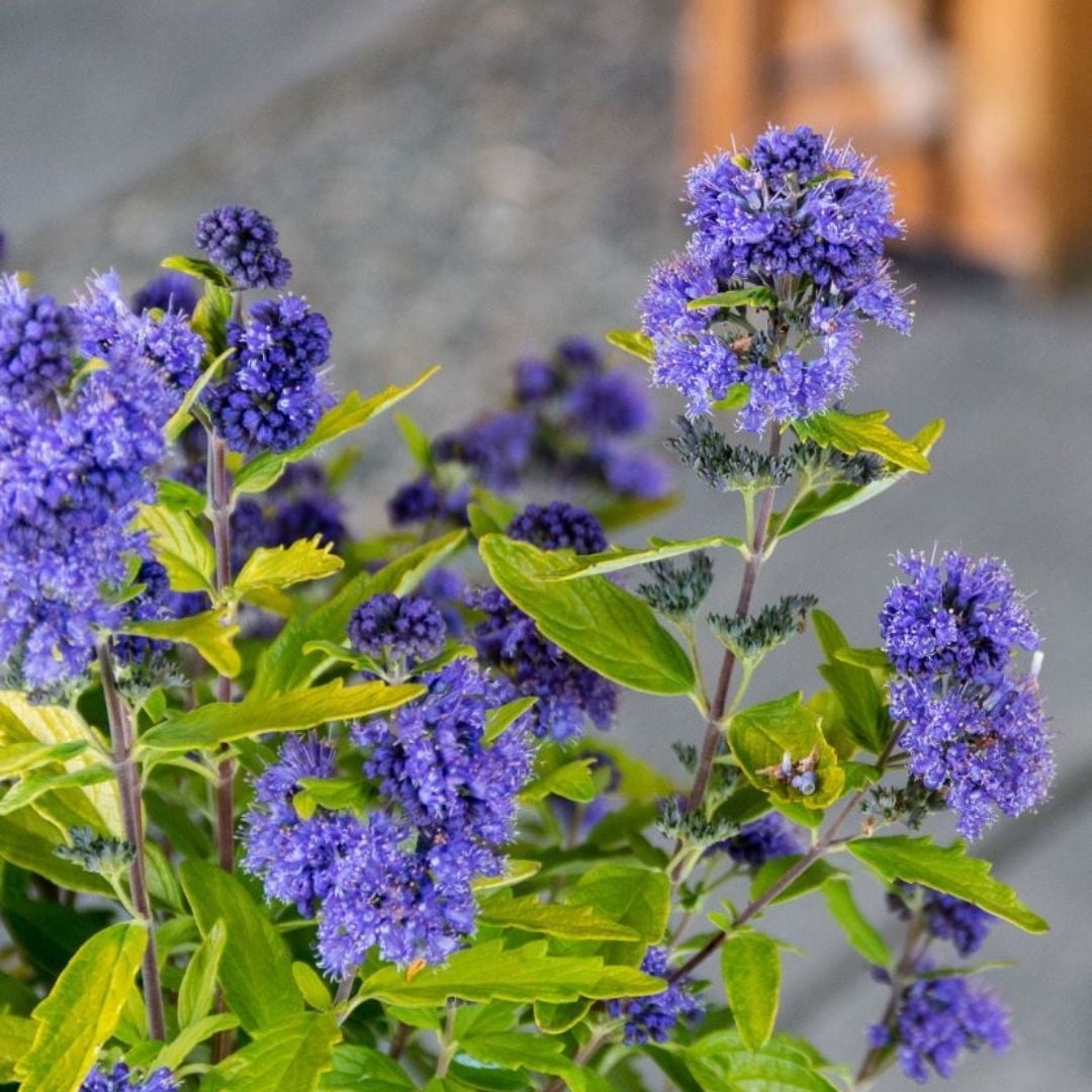 Jumbo Pint Beekeeper Bluebeard (Caryopteris) Live Shrub, Blue Flowers ...