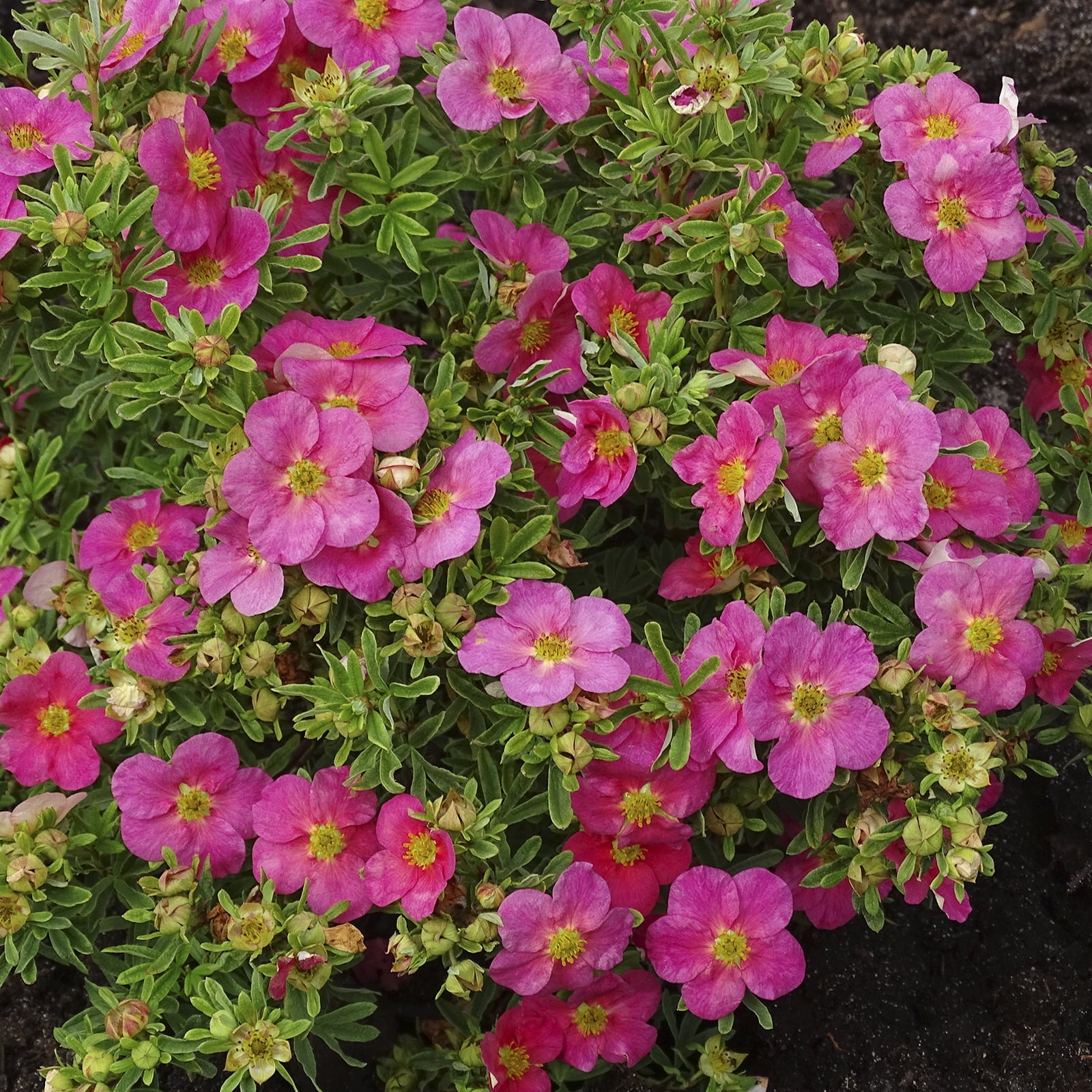 Bloomin' Easy Bella Bellissima Potentilla Shrub, Rich Pink Flowers ...