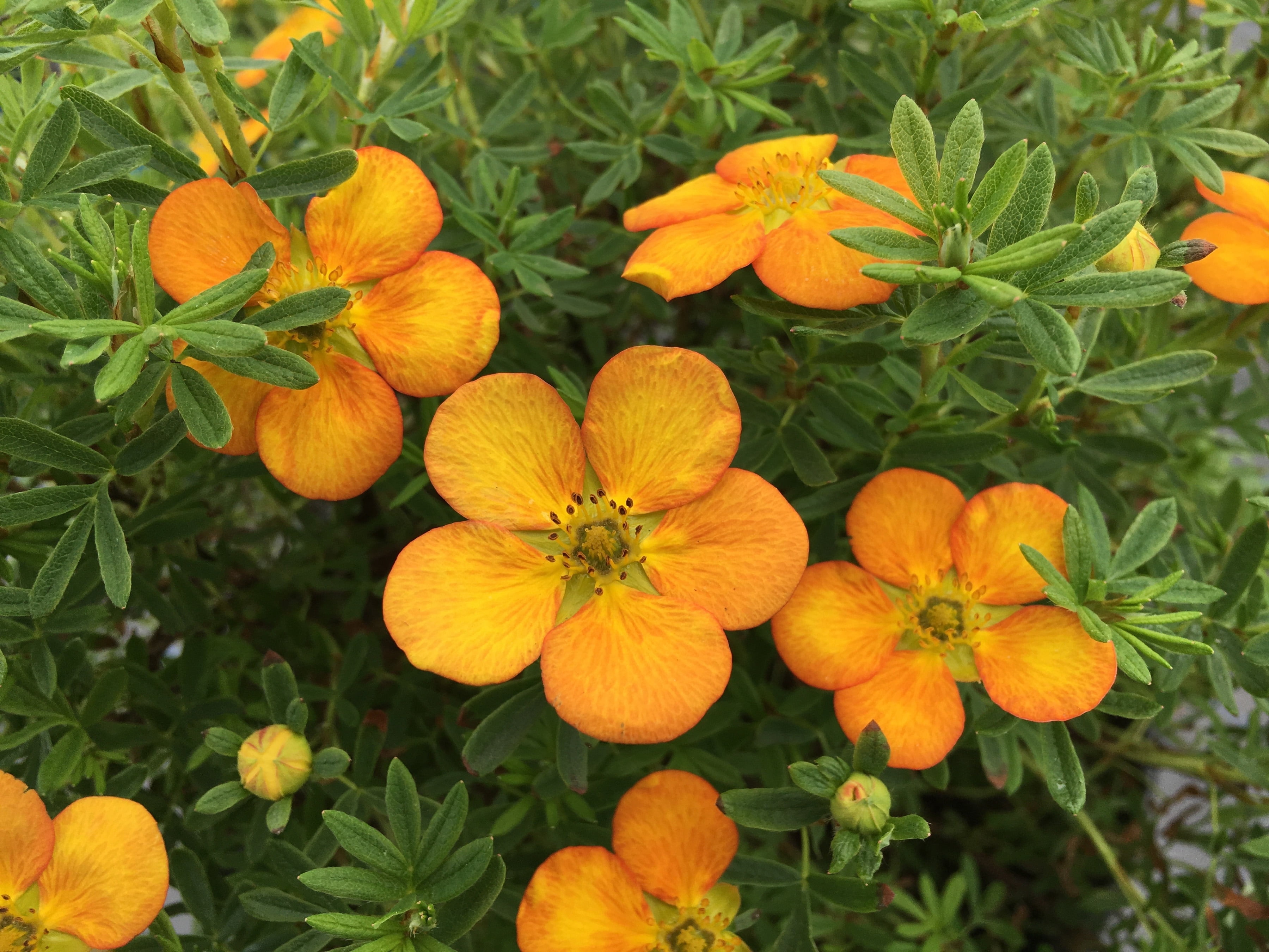 Compact Bella Sol Potentilla Shrub - Jumbo Pint Size - Sunset Orange ...