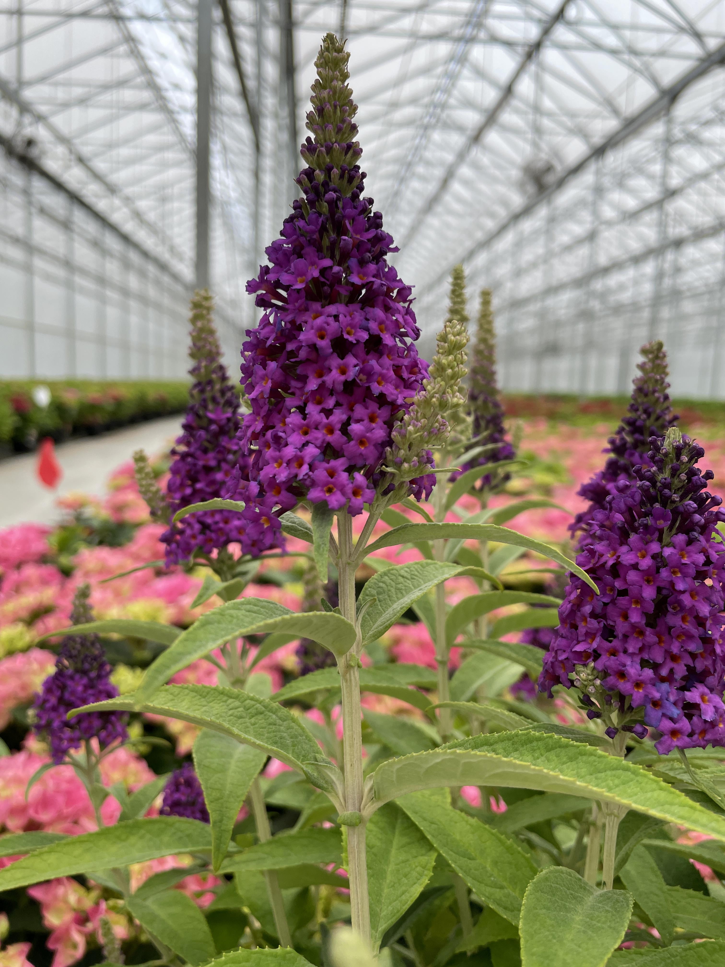 Bloomin' Easy Birthday Cake Butterfly Bush Live Shrub, Rich Pink Flower ...