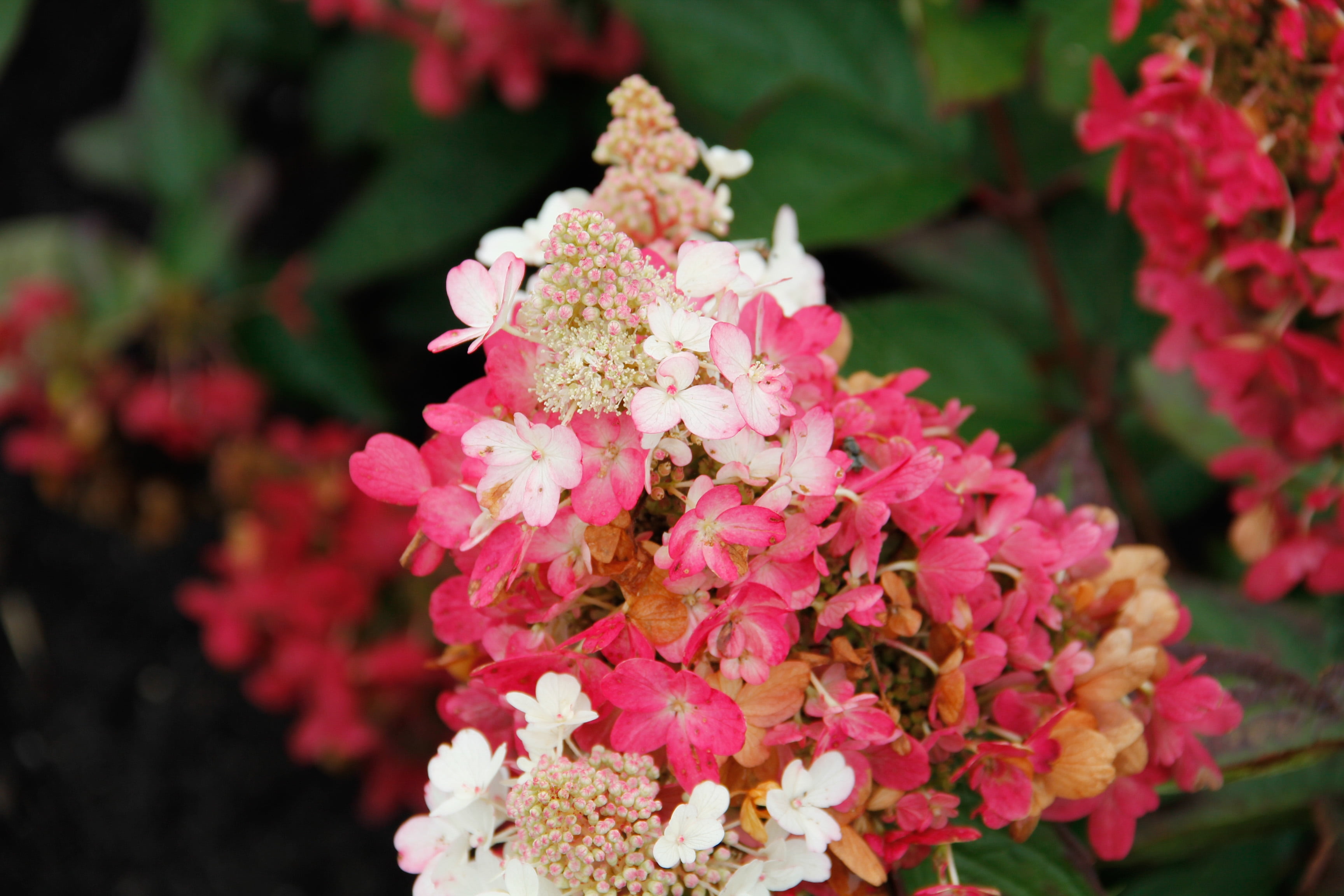 Jumbo Pint Flare Hardy Hydrangea (Paniculata) Live Shrub, White and ...