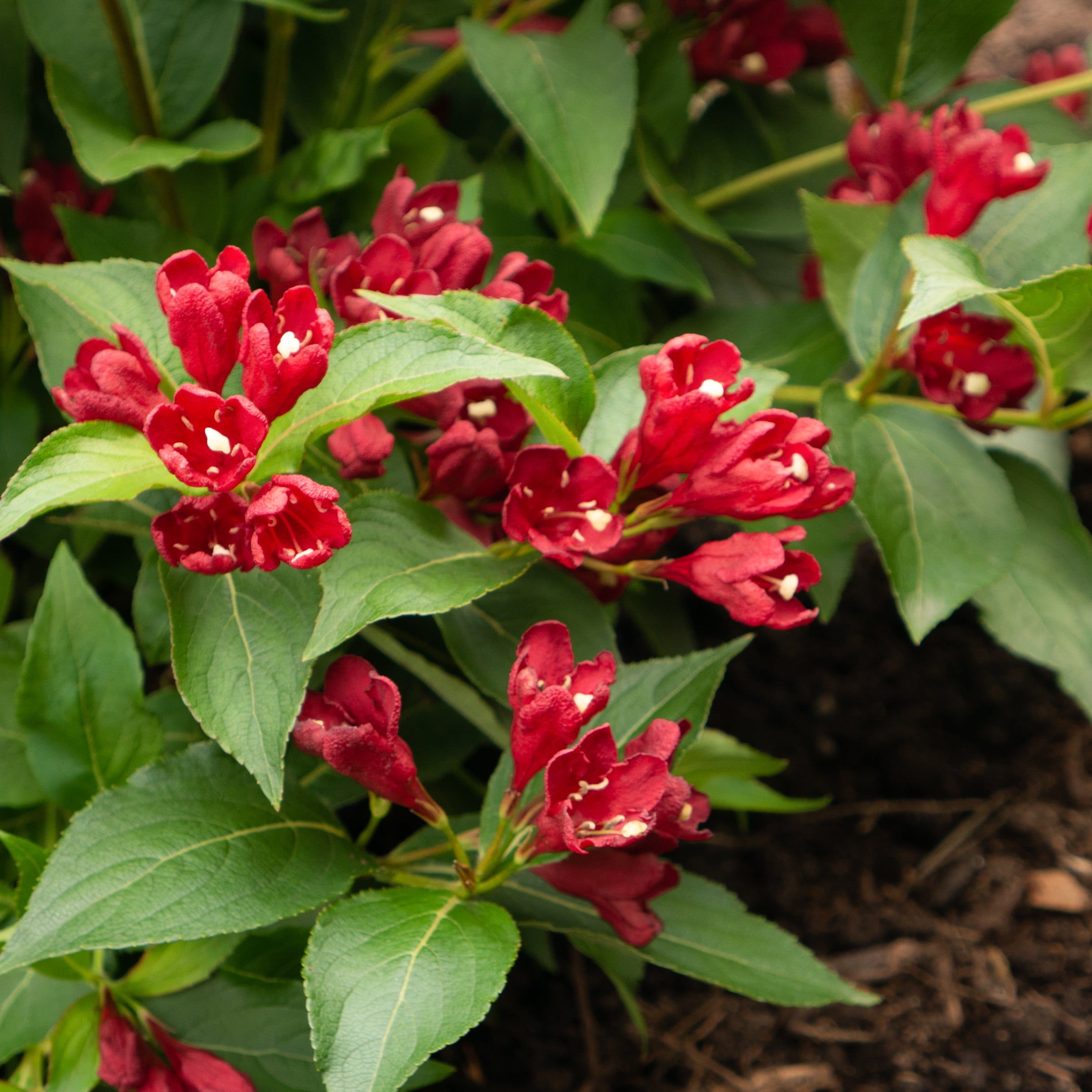 Fragrant Maroon Swoon Weigela Live Shrub, Jumbo Pint, Dark Red Flowers ...