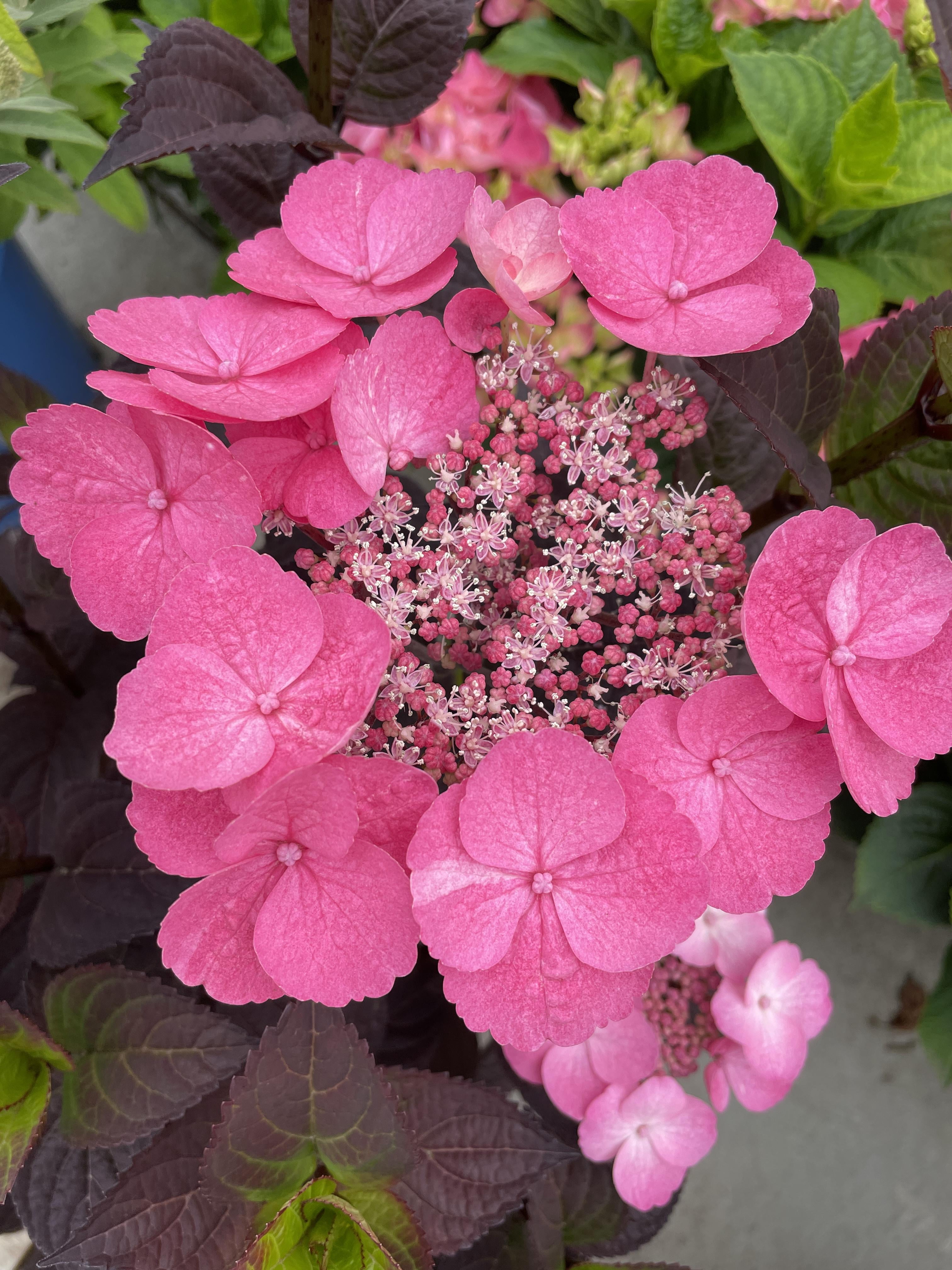 Bloomin' Easy Pink Dynamo Mountain Hydrangea Live Shrub - Walmart.com