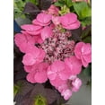 Bloomin' Easy Pink Dynamo Mountain Hydrangea Live Shrub - Walmart.com