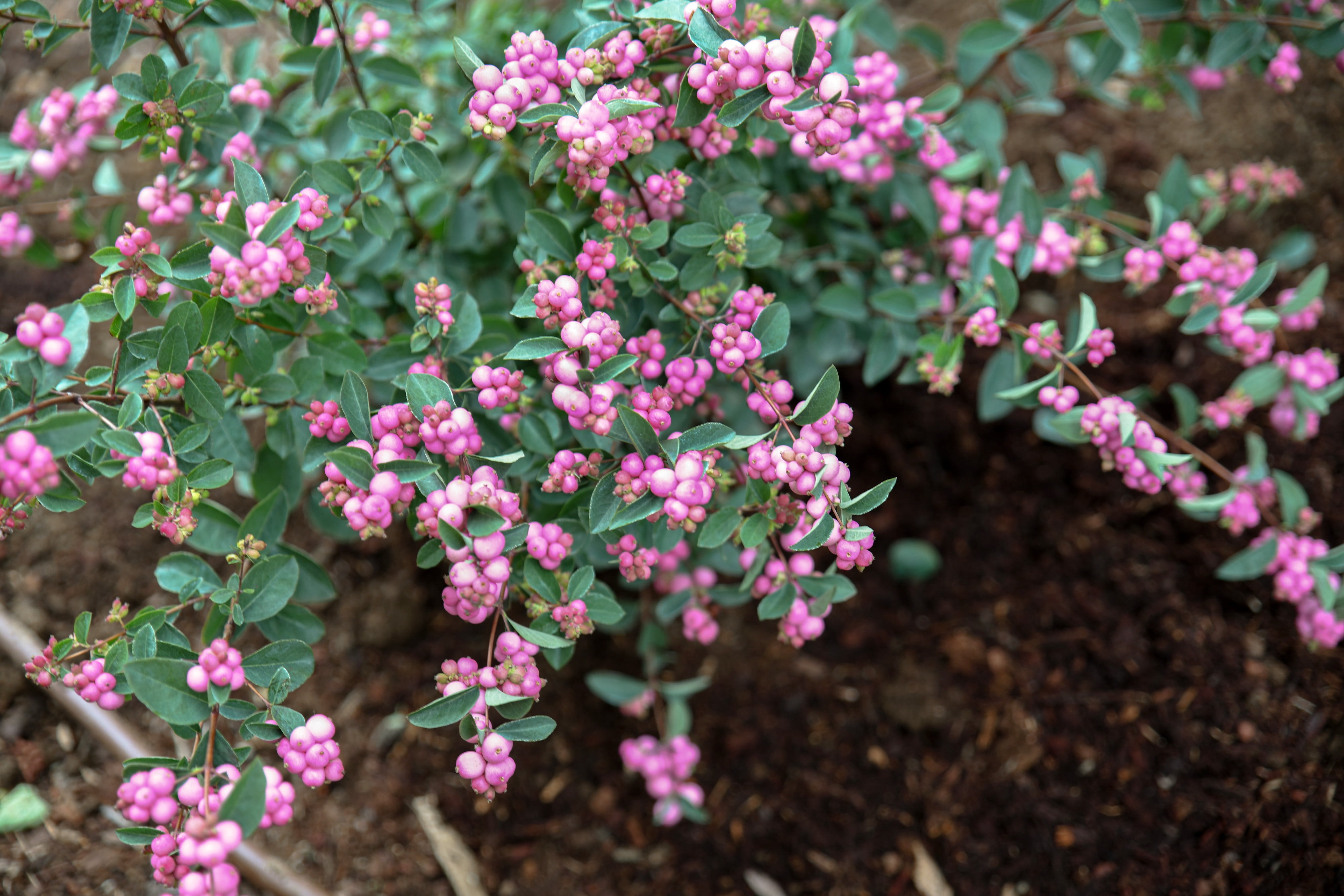 Jumbo Pint Pinky Promise Snowberry (Symphoricarpos) Live Shrub, Gumball ...