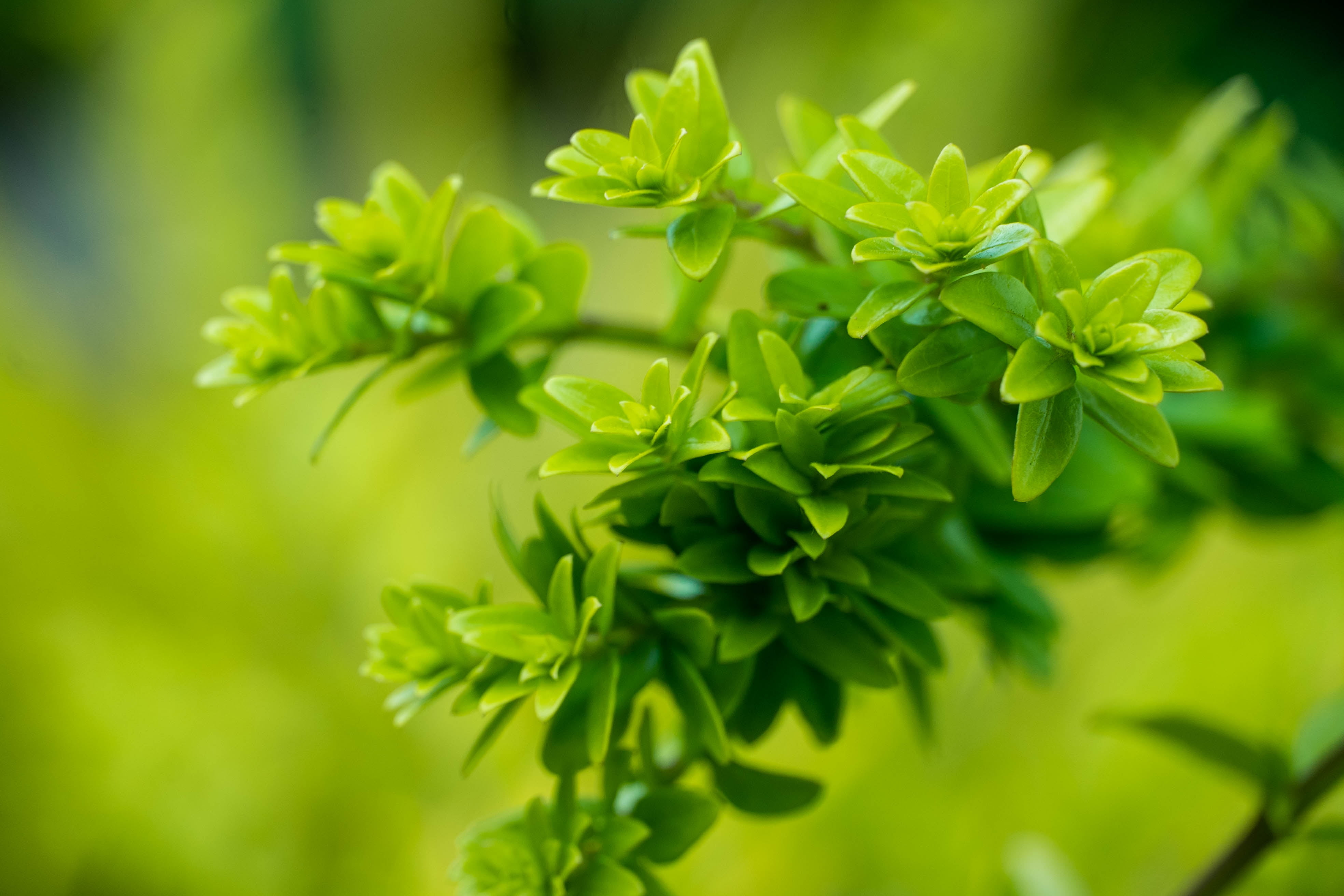 Jumbo Pint Thunderbolt Box Honeysuckle (Lonicera) Live Evergreen Shrub ...