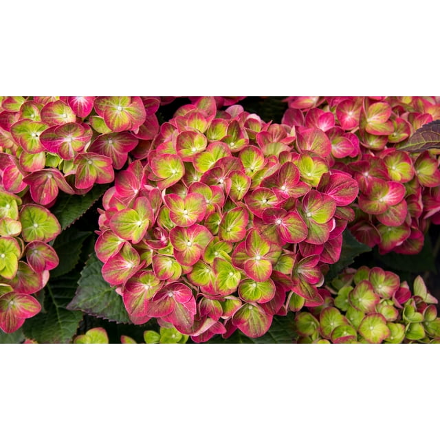 Jumbo Pint Tilt-A-Swirl Bigleaf Hydrangea (Macrophylla) Live Shrub ...