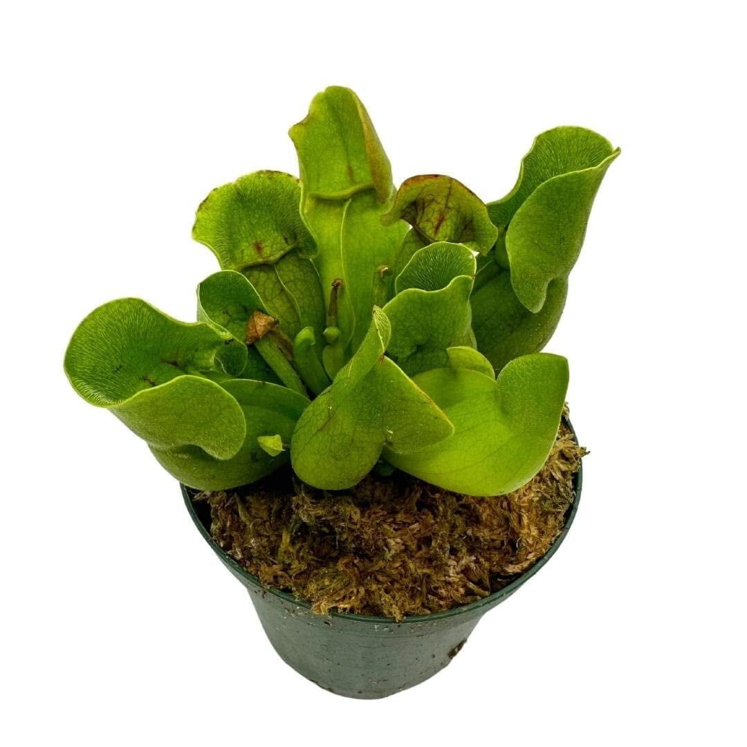 Jumbo Sweet Pitcher Plant, in a 3 Inch Pot, Carnivorous Plant ...