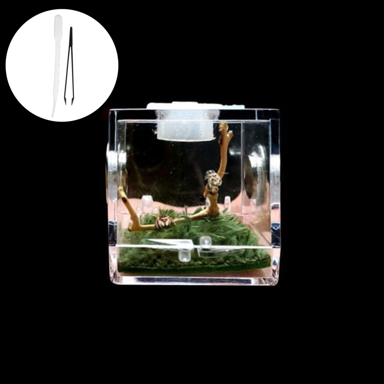 Jumping Spider Habitat Acrylic Breeding Box Cage For Spiders Small ...