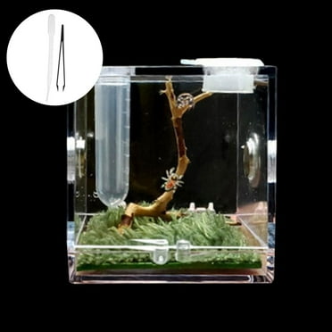 Small Size Foldable Insect and Habitat Cage Terrarium Pop-up(14x15cm ...