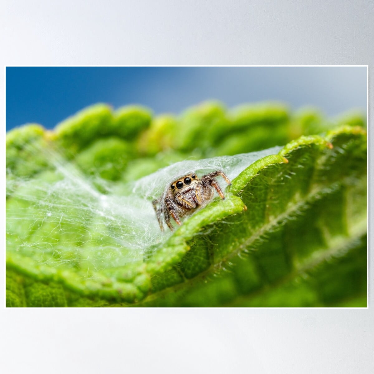 Jumping Spider In A Leaf Poster Wall Art, Modern Wall Decor For Living ...