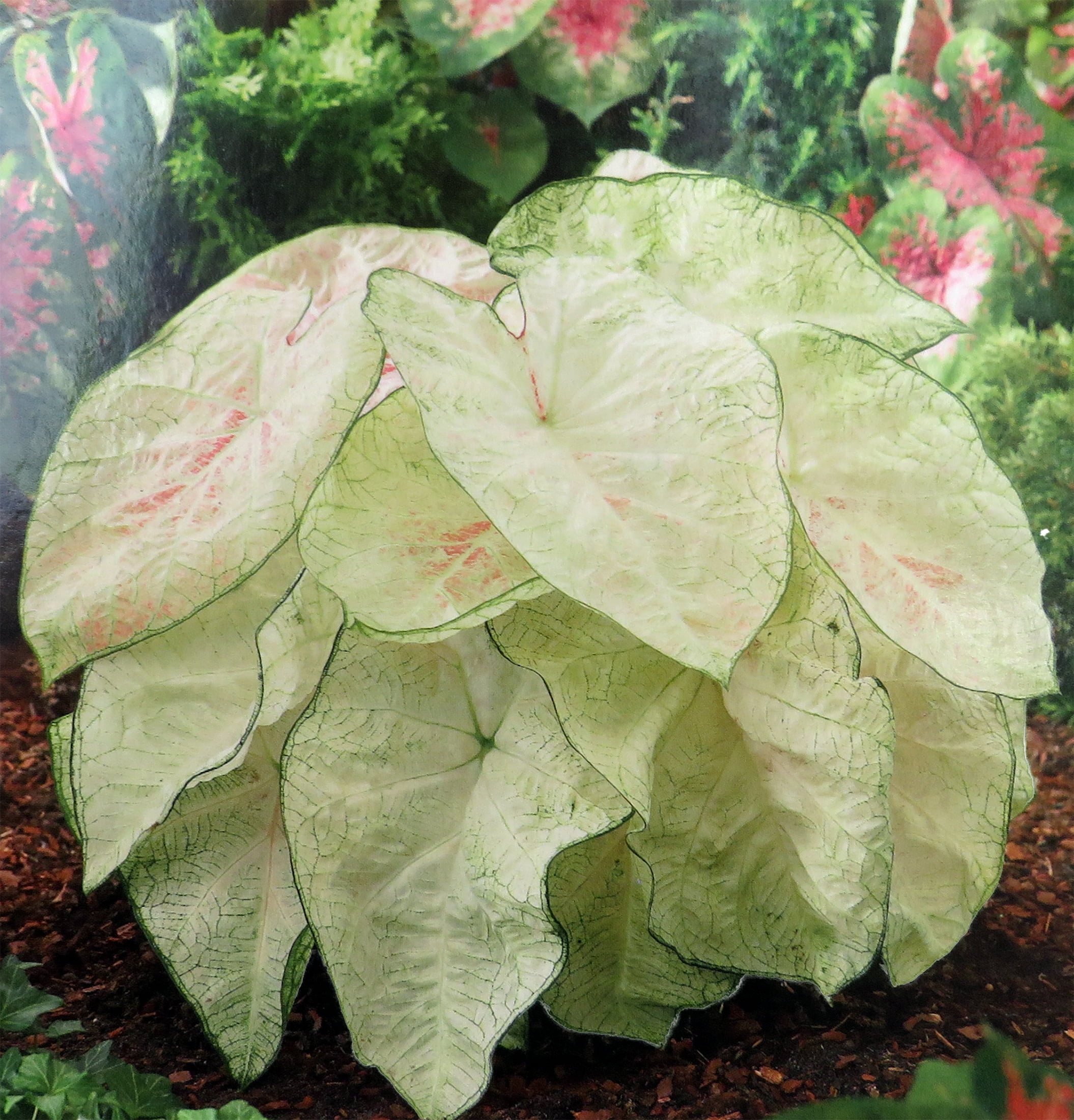 June Bride Caladium - 3 Bulbs - Fancy leaf - Walmart Business Supplies